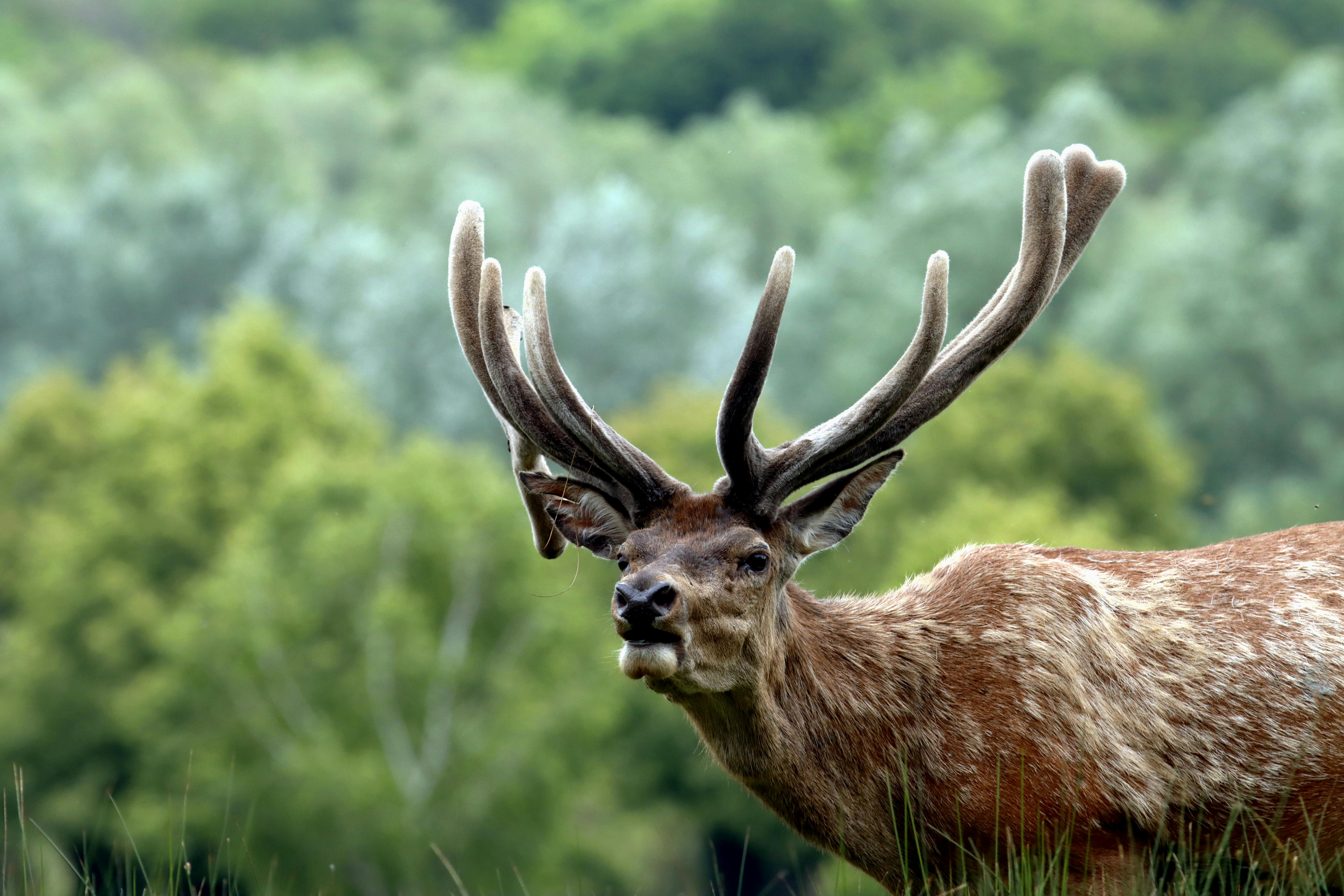 Brown Elk Standing on Grassland · Free Stock Photo