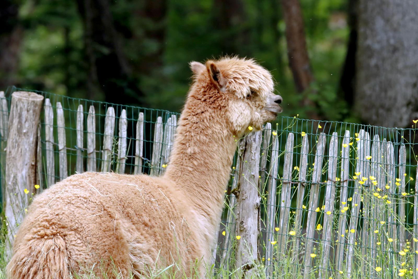 Alpaca Photos, Download The BEST Free Alpaca Stock Photos & HD Images
