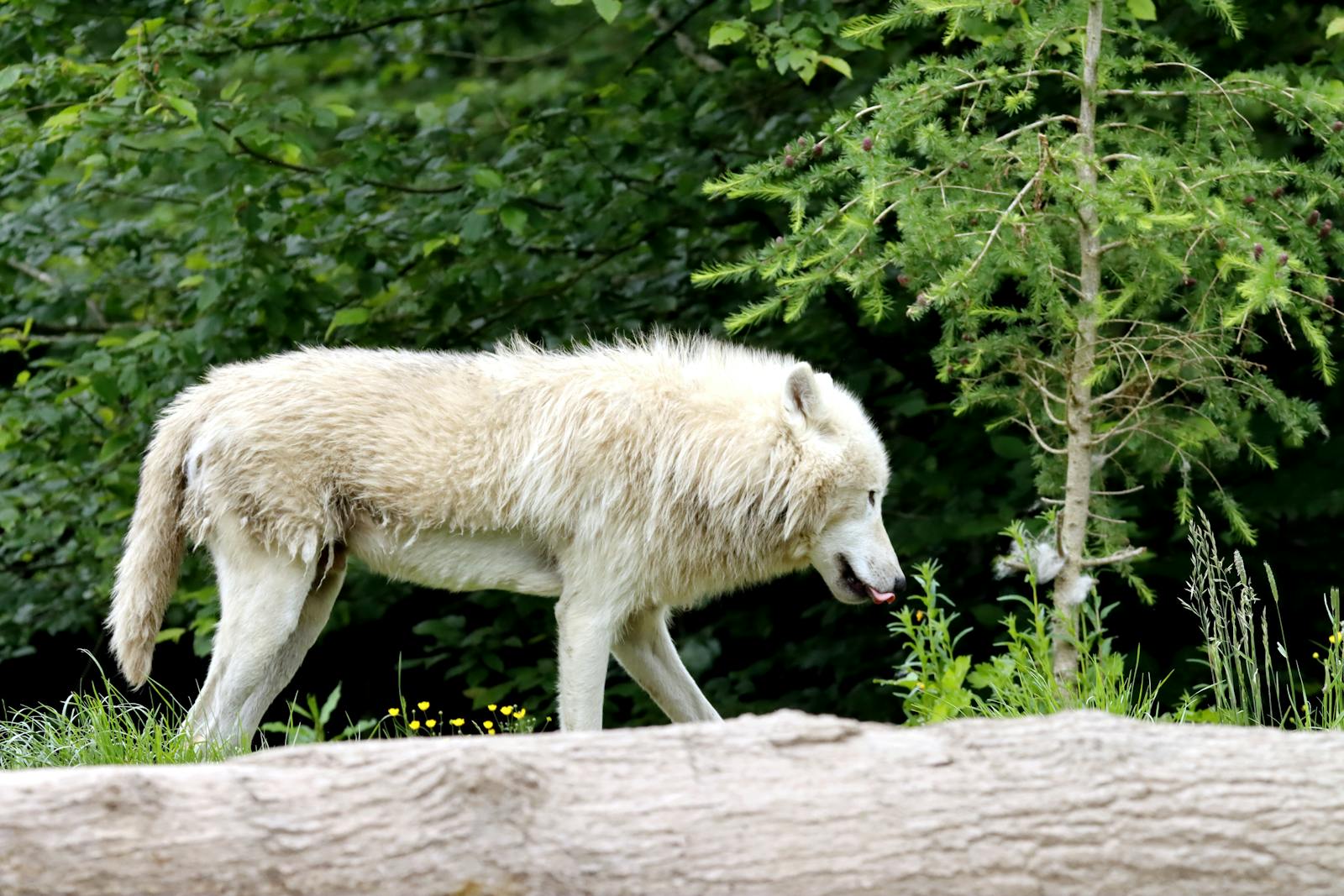 En İyi 700+ Kurt Fotoğrafı · Tamamen Ücretsiz İndirin · Pexels Stok ...