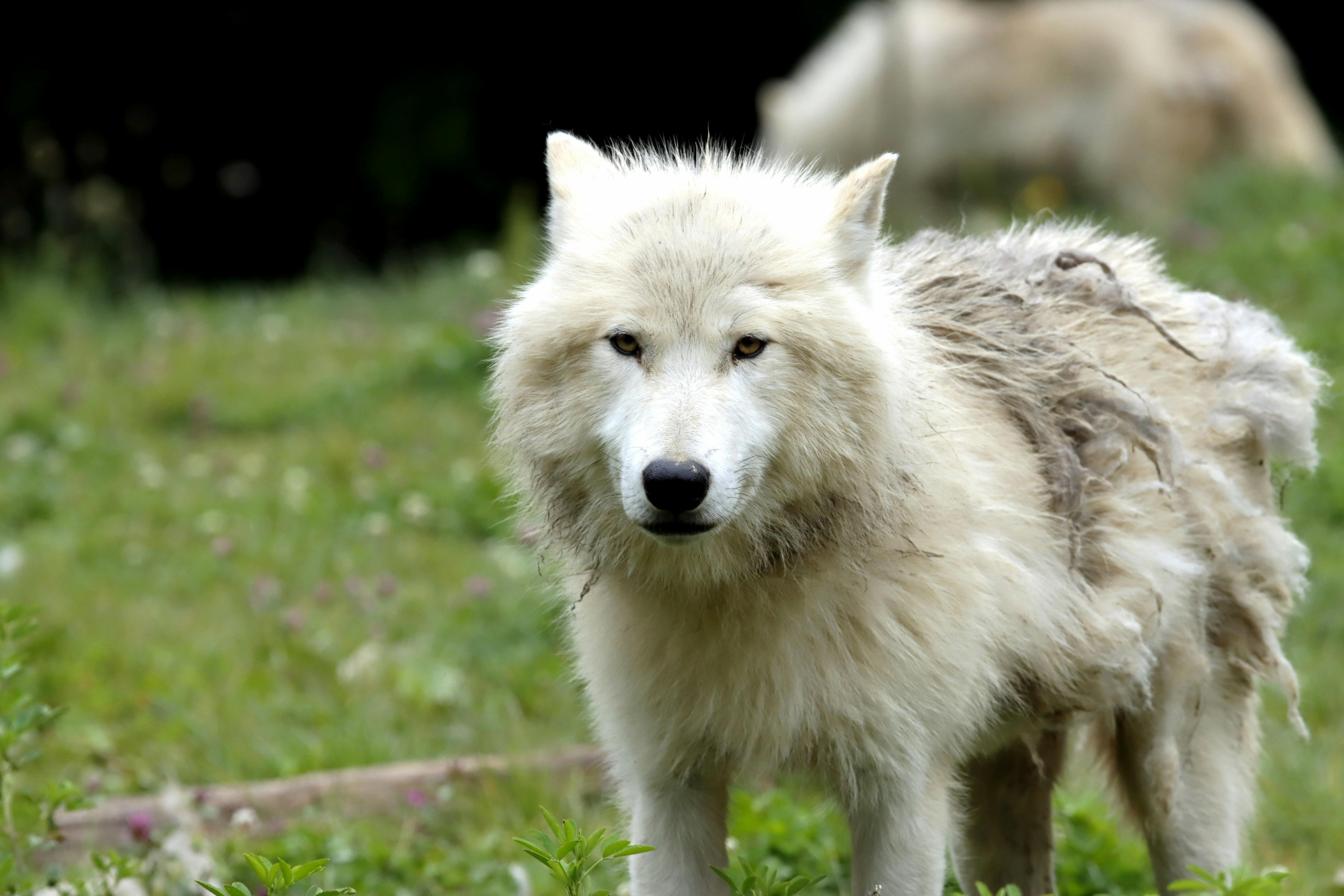 Red and Gray Wolf · Free Stock Photo