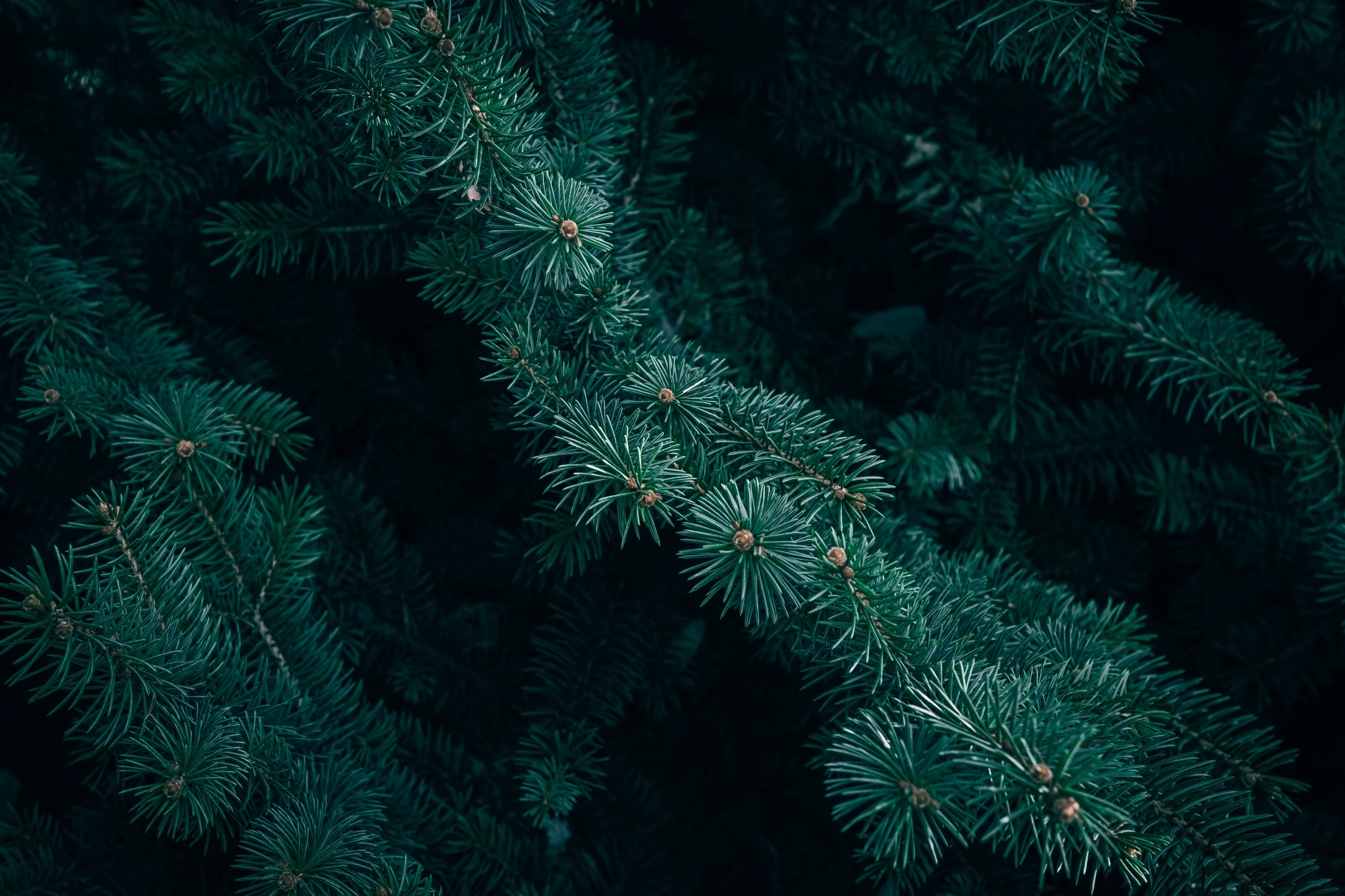 A close up of evergreen Spruce branches · Free Stock Photo
