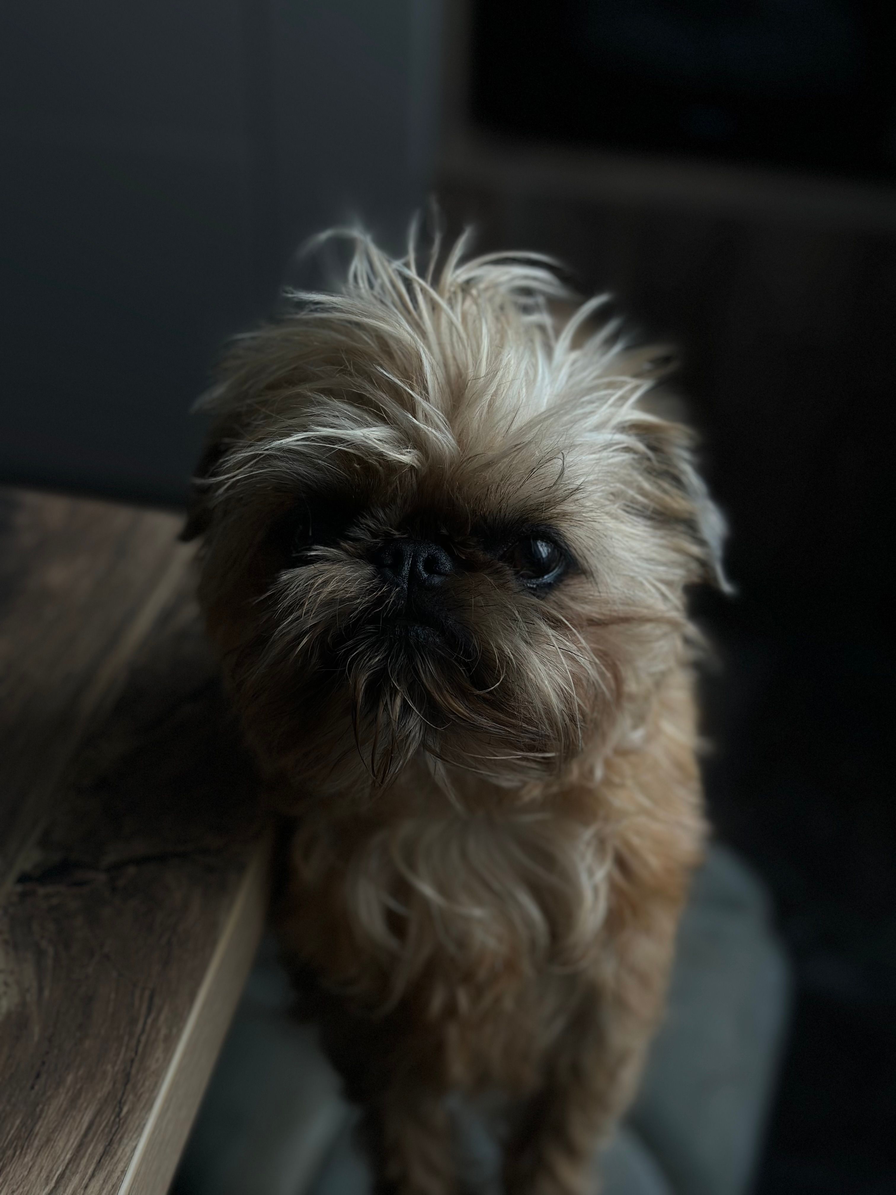 Griffy Photos, Download The BEST Free Griffy Stock Photos & HD Images
