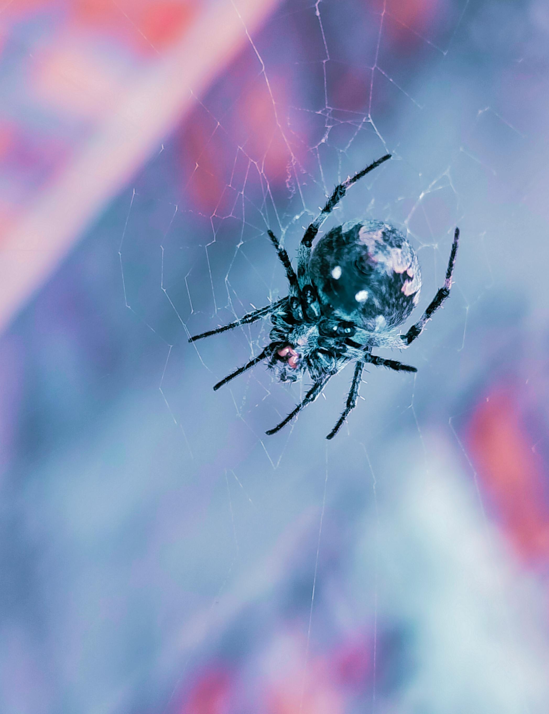 Darwins Bark Spider on Spiderweb · Free Stock Photo