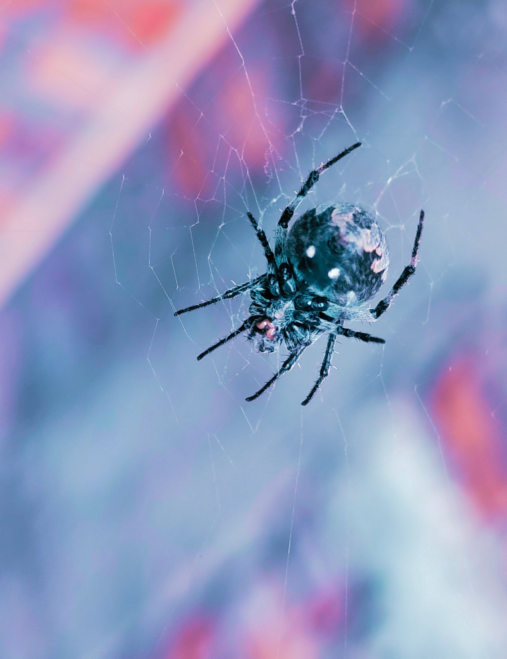 Darwins Bark Spider on Spiderweb · Free Stock Photo