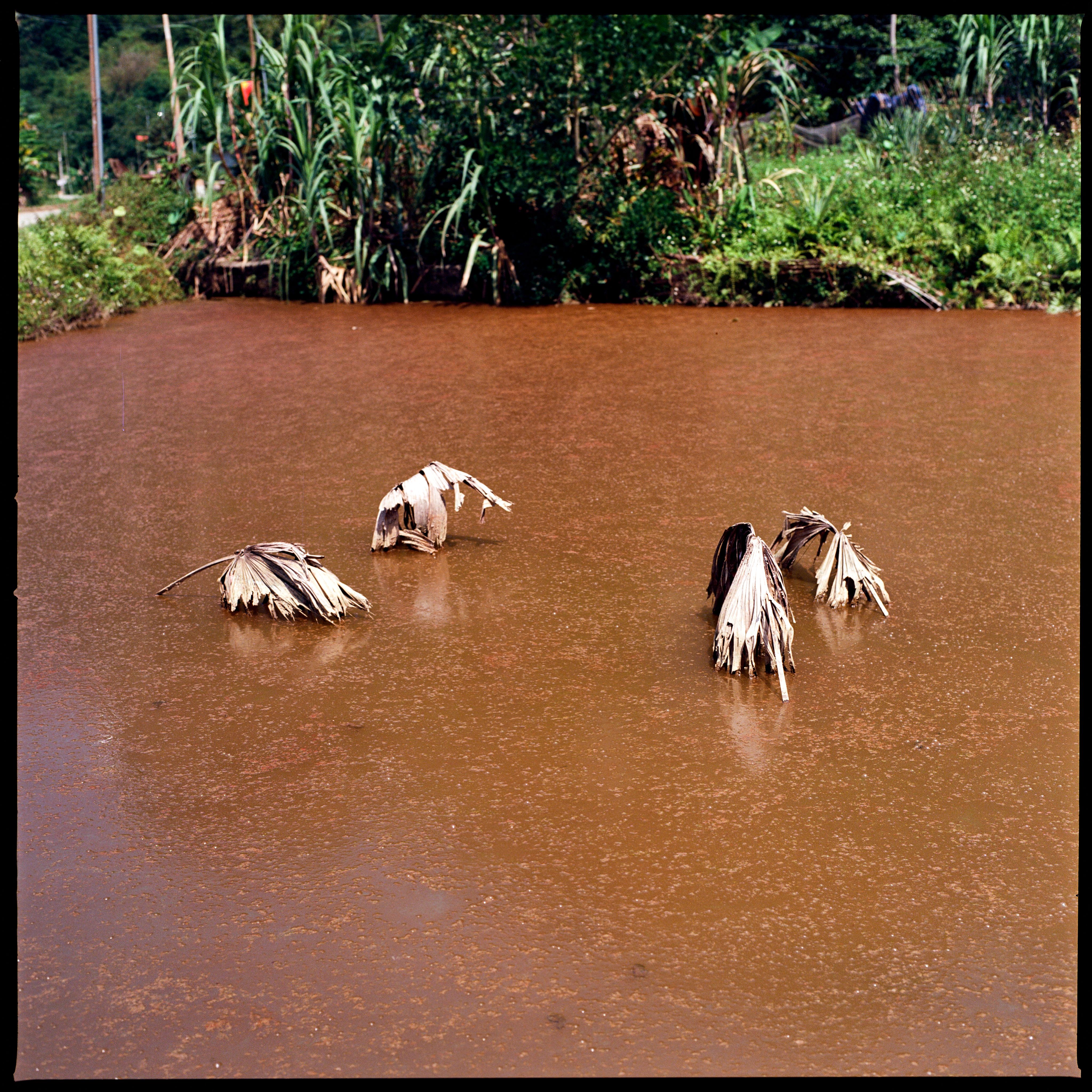 Mud in Lake at Swamp · Free Stock Photo