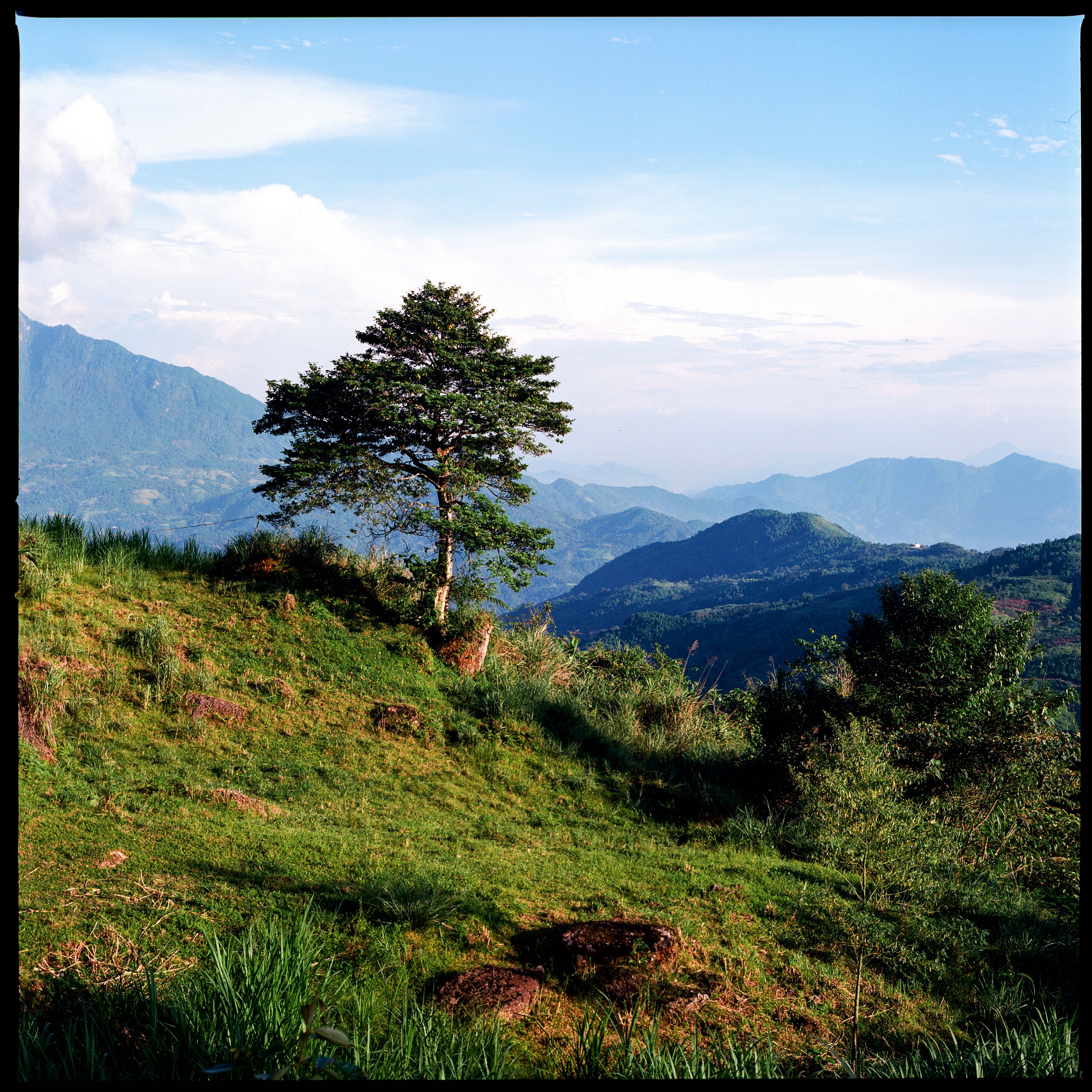 Tree on Hill in Countryside · Free Stock Photo