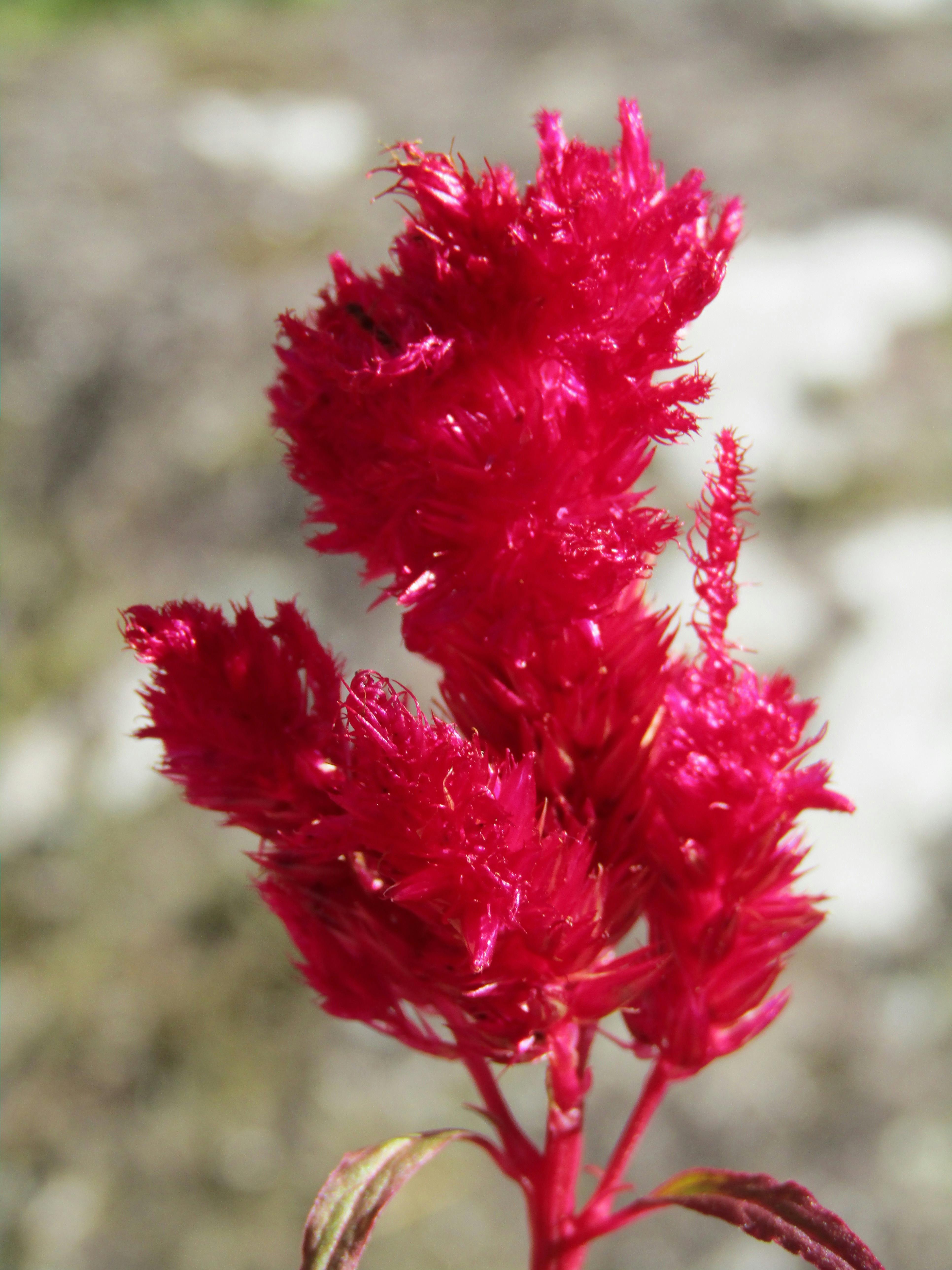 Close-up of Red Flowers · Free Stock Photo