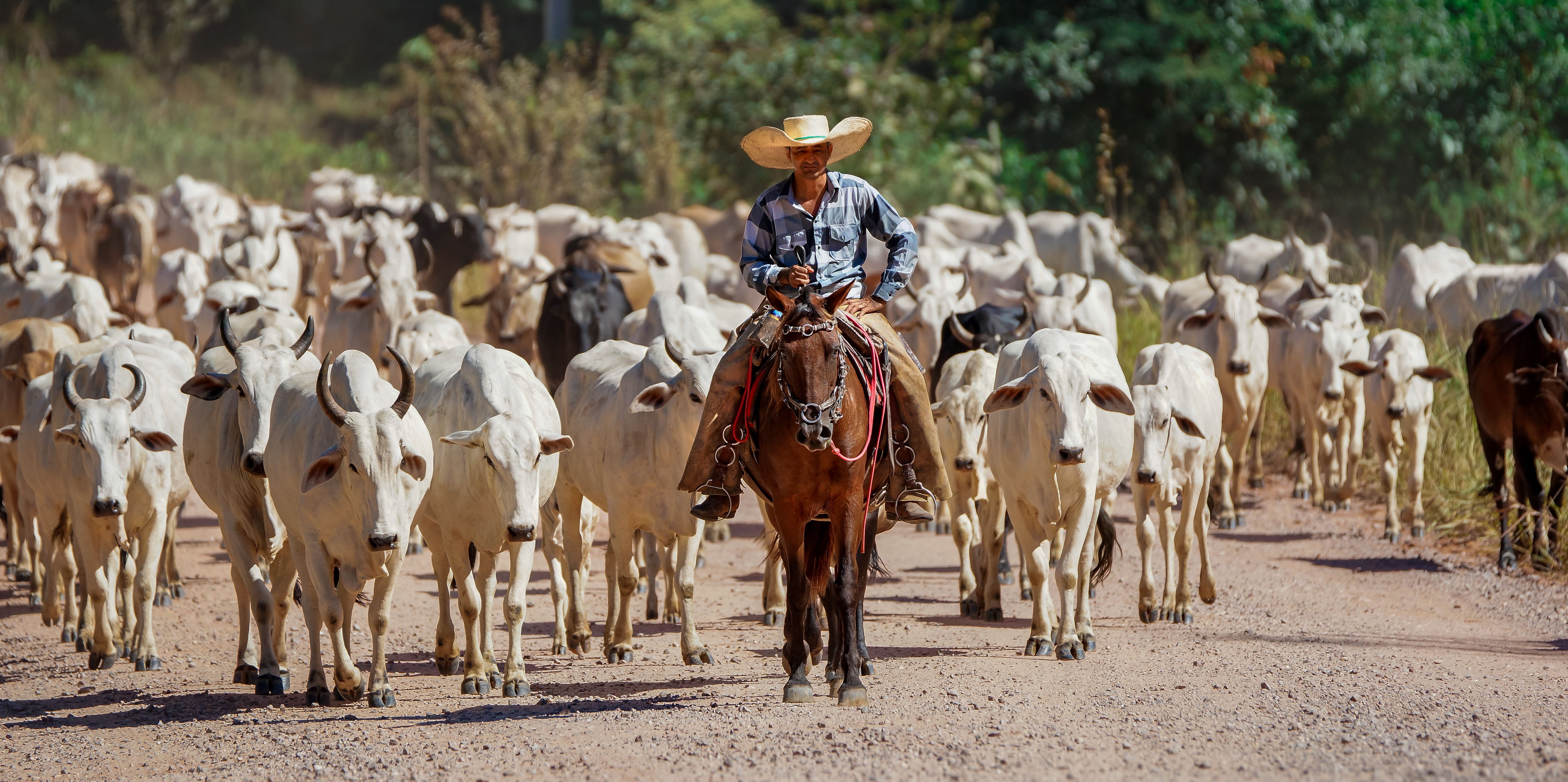 ..Homem Sertanejo.. · Foto profissional gratuita