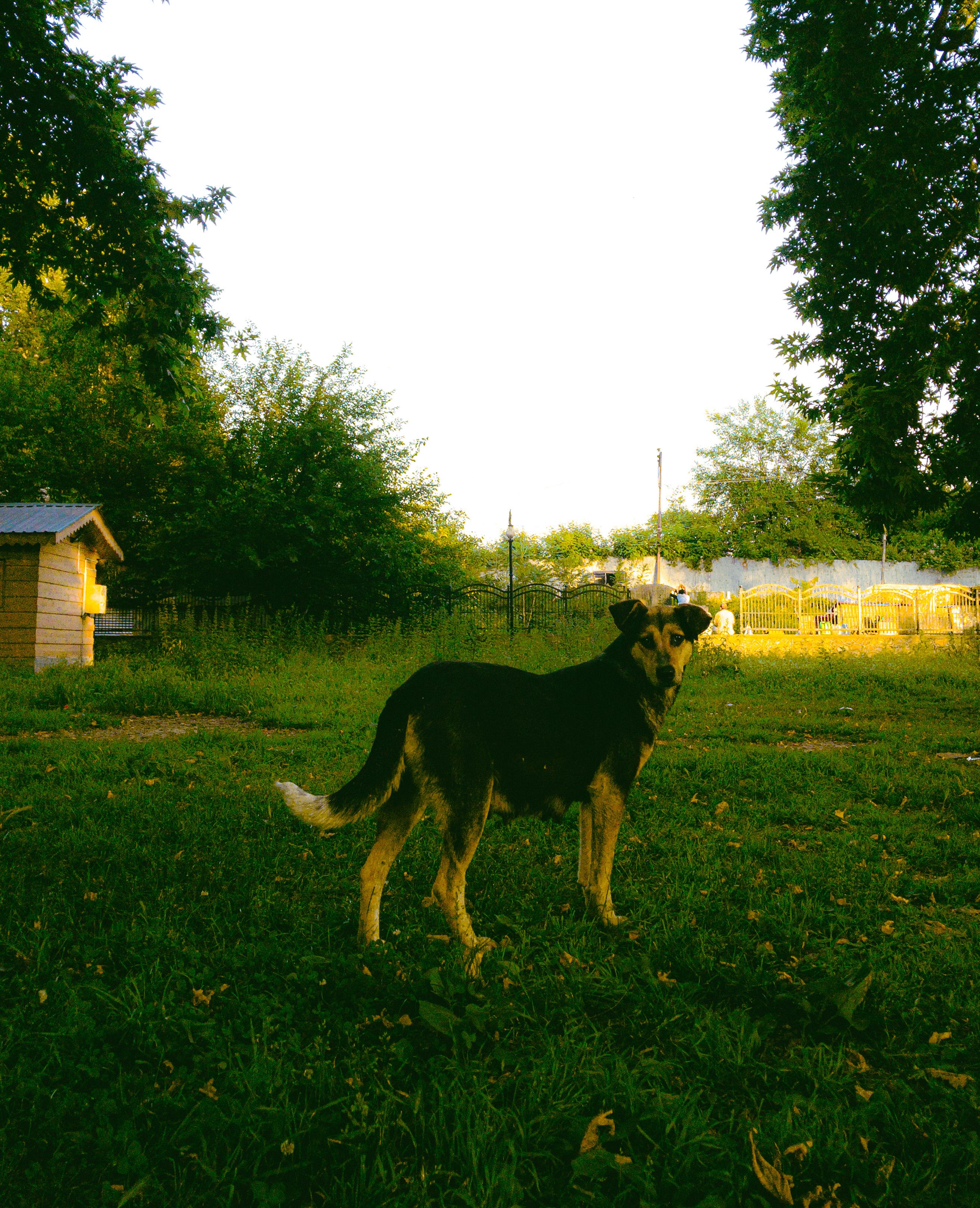 Dog Barking Shadow Photos, Download The BEST Free Dog Barking Shadow ...