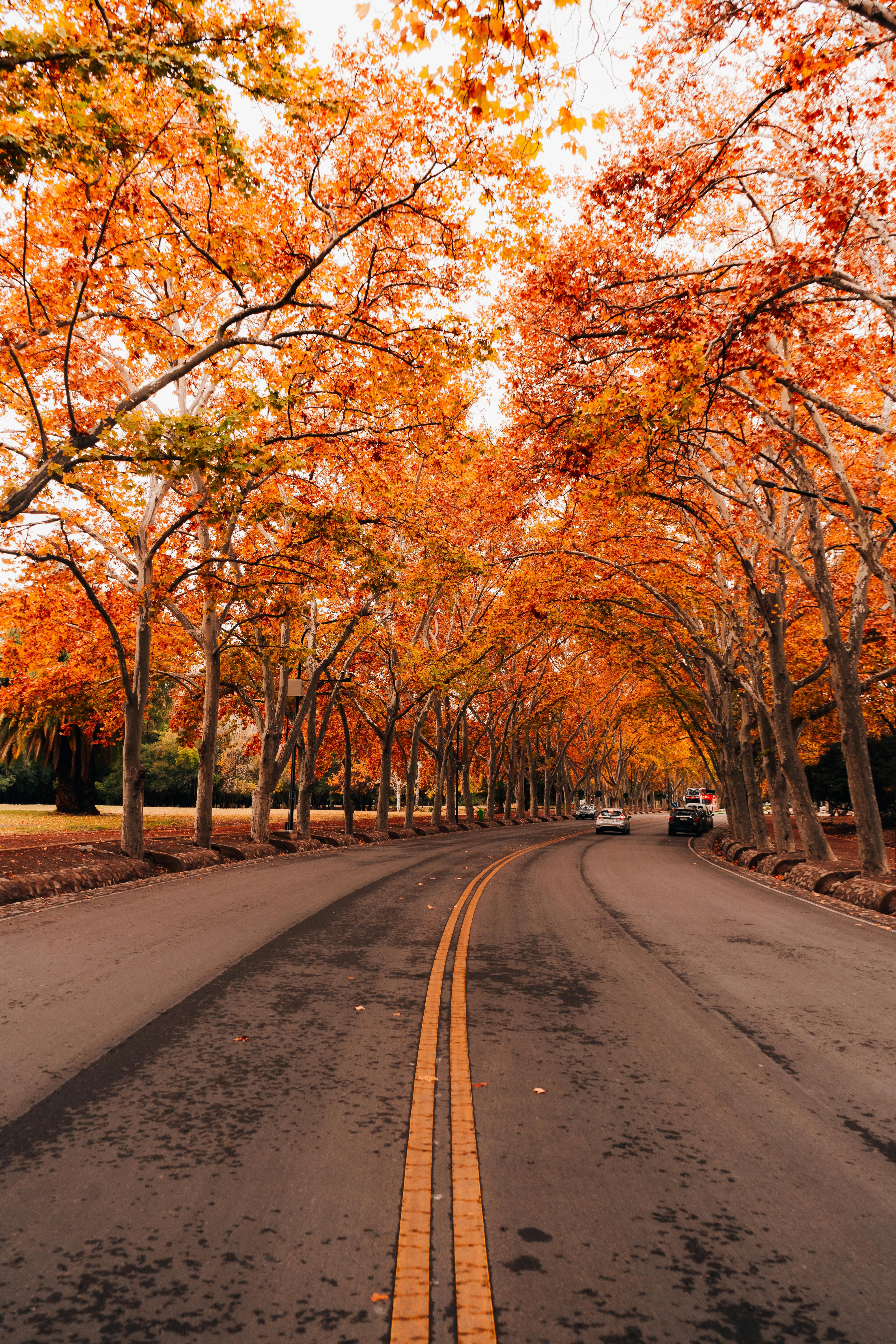 An empty road with trees in the fall · Free Stock Photo