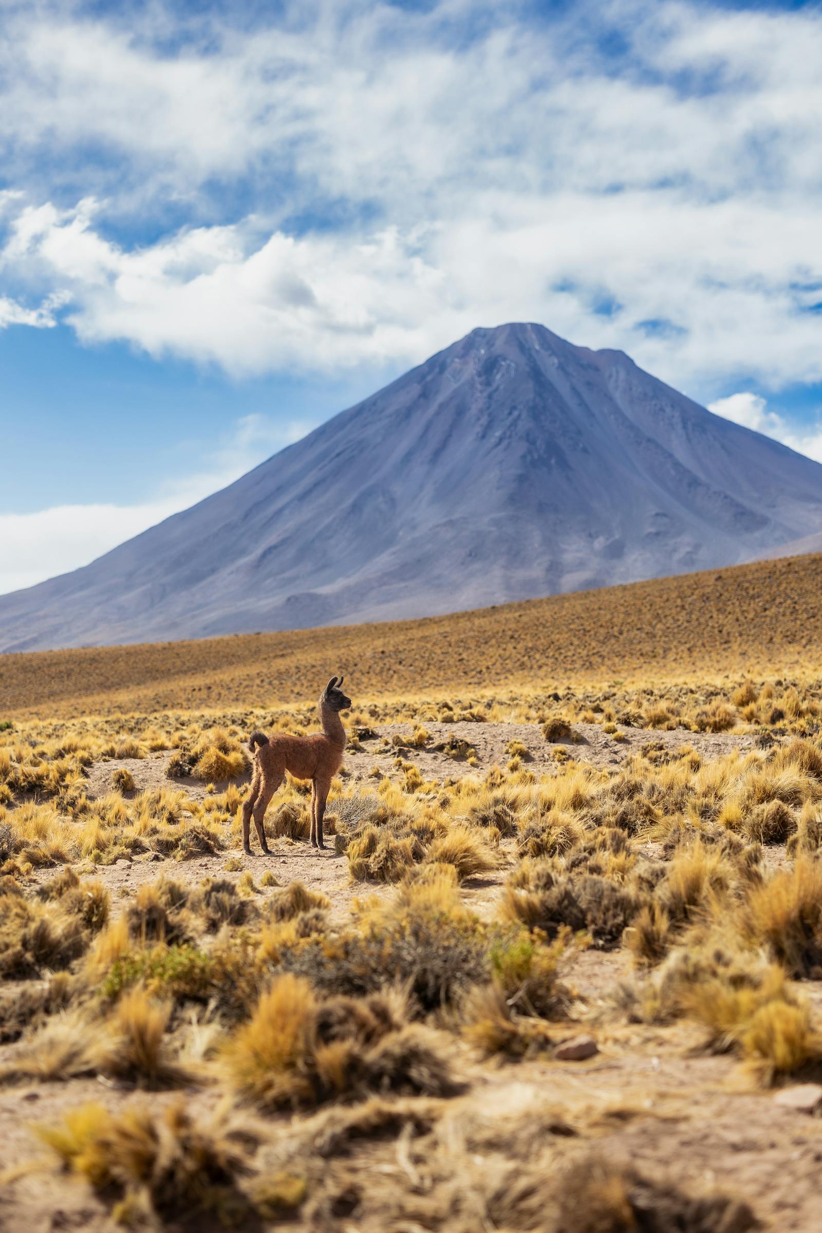 Chile Photos, Download The BEST Free Chile Stock Photos & HD Images
