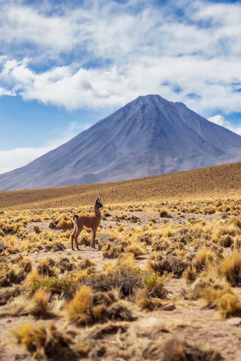 Chile Photos, Download The BEST Free Chile Stock Photos & HD Images