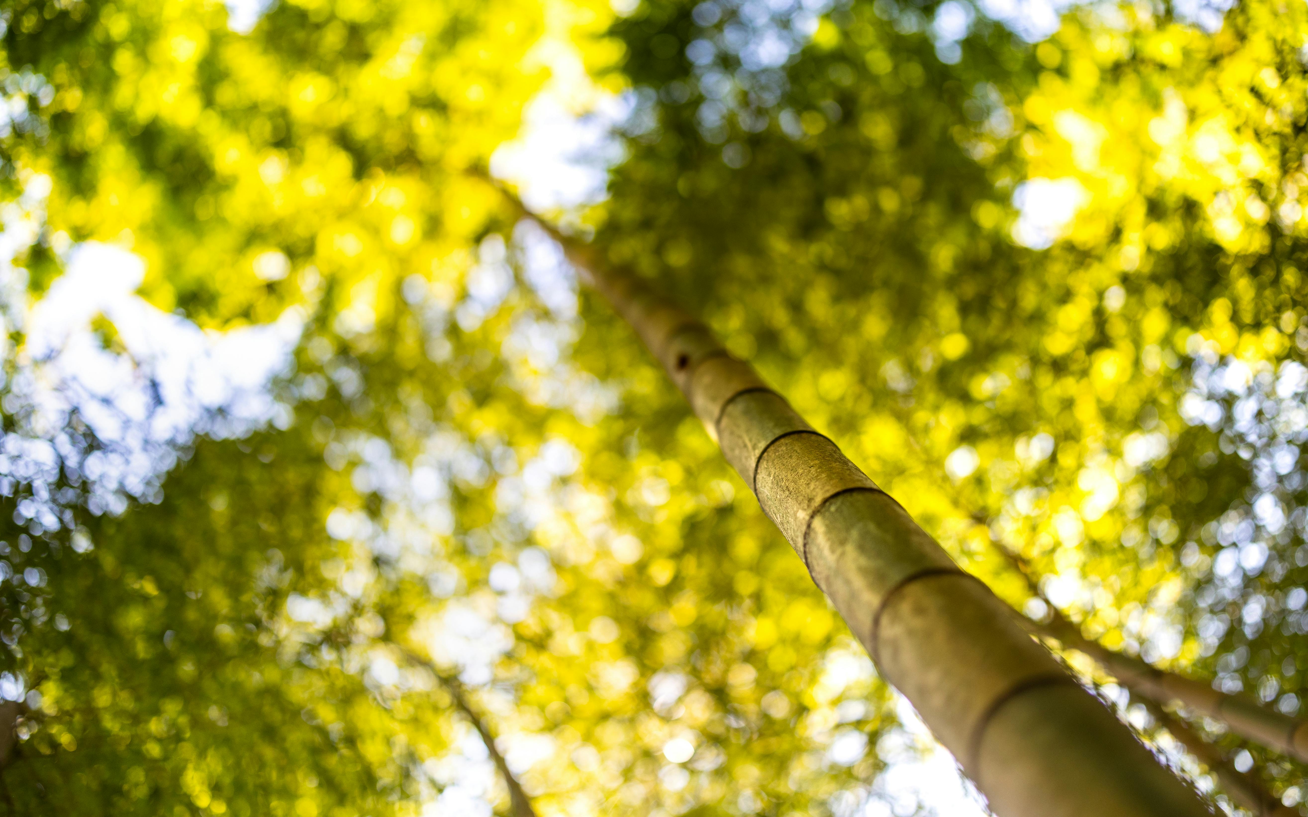 Arbustes De Bamboo Photos, Download The BEST Free Arbustes De Bamboo ...