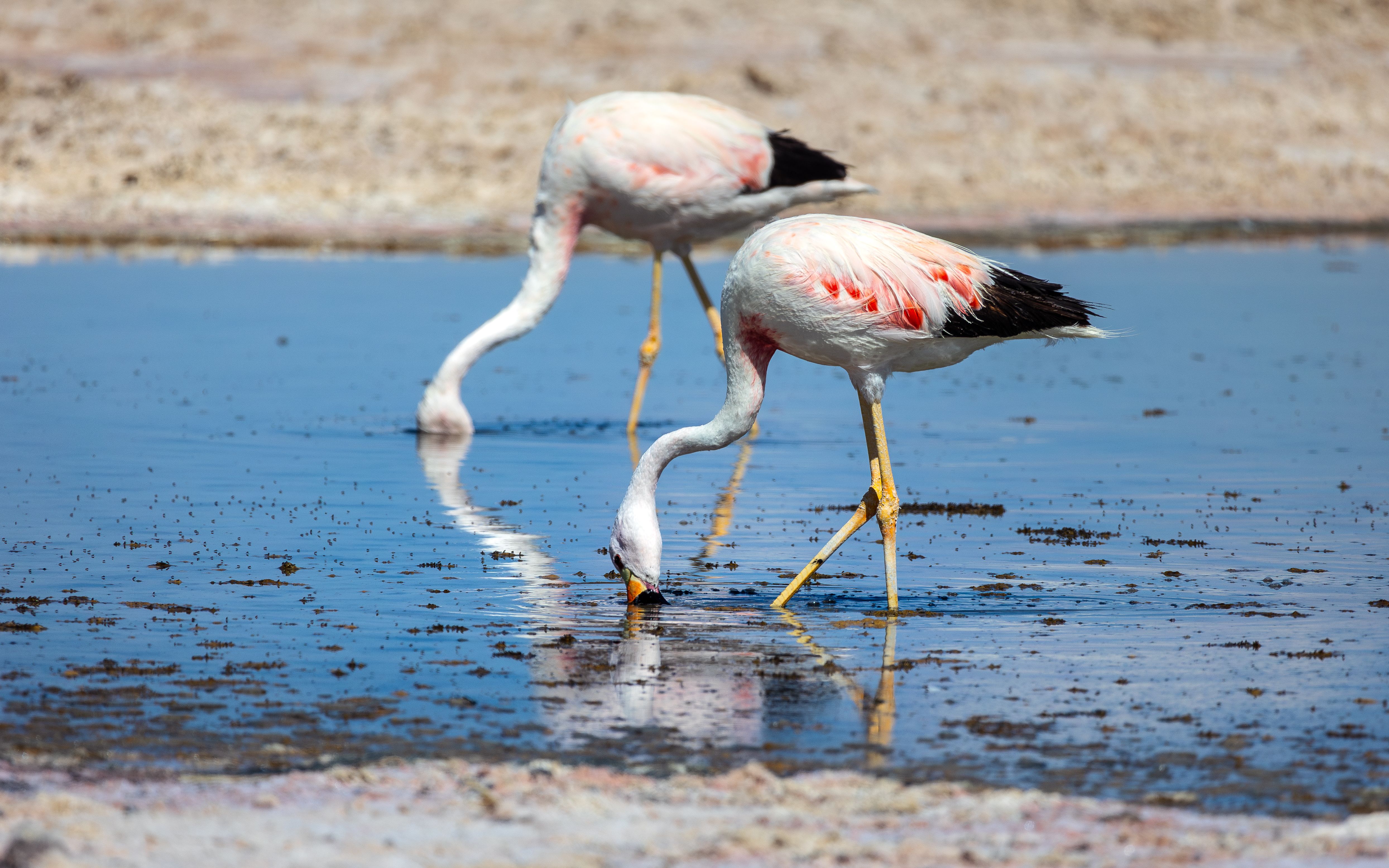 Birds Elevation Photos, Download The BEST Free Birds Elevation Stock ...