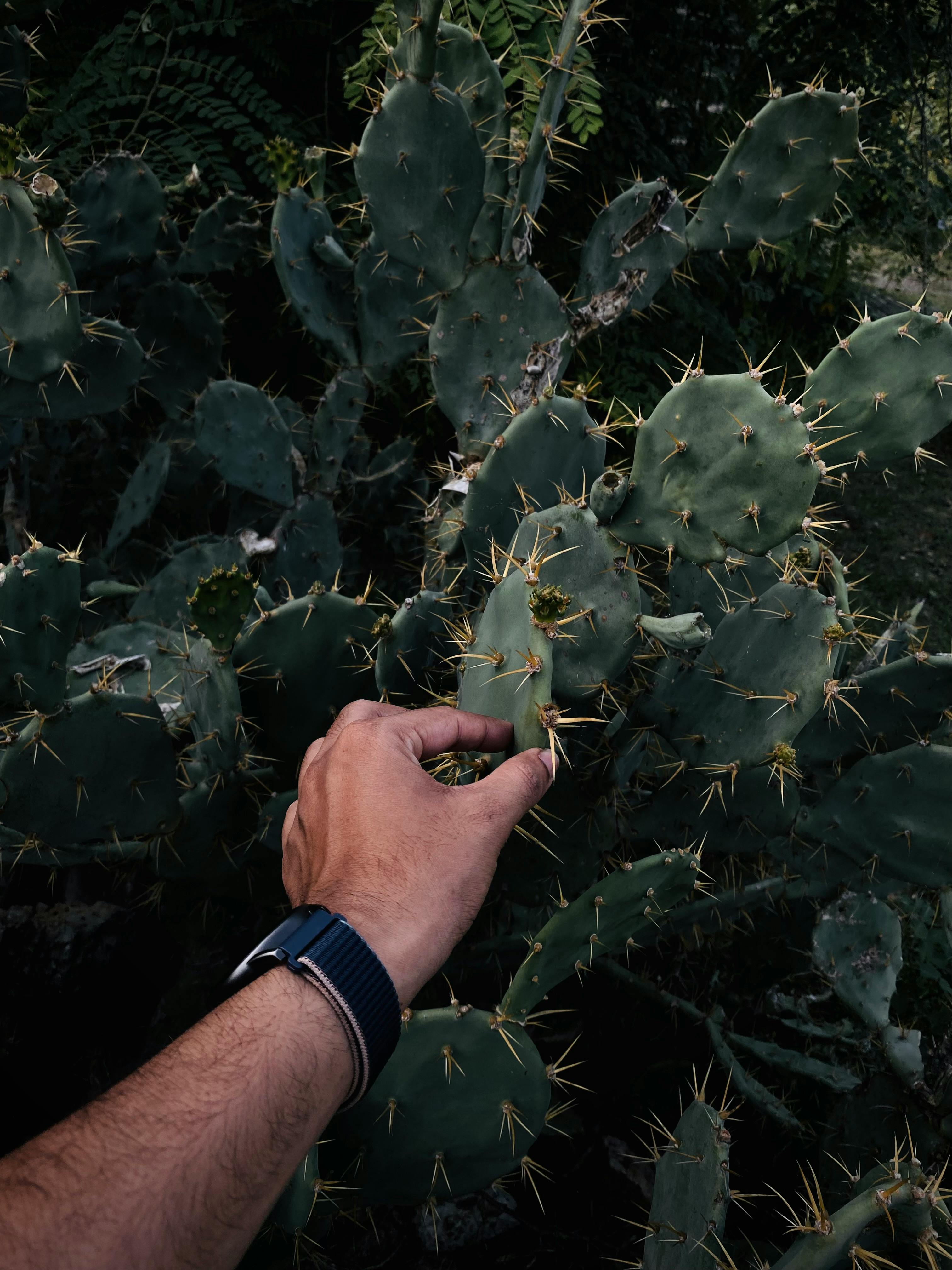 Kinniya Photos, Download The BEST Free Kinniya Stock Photos & HD Images