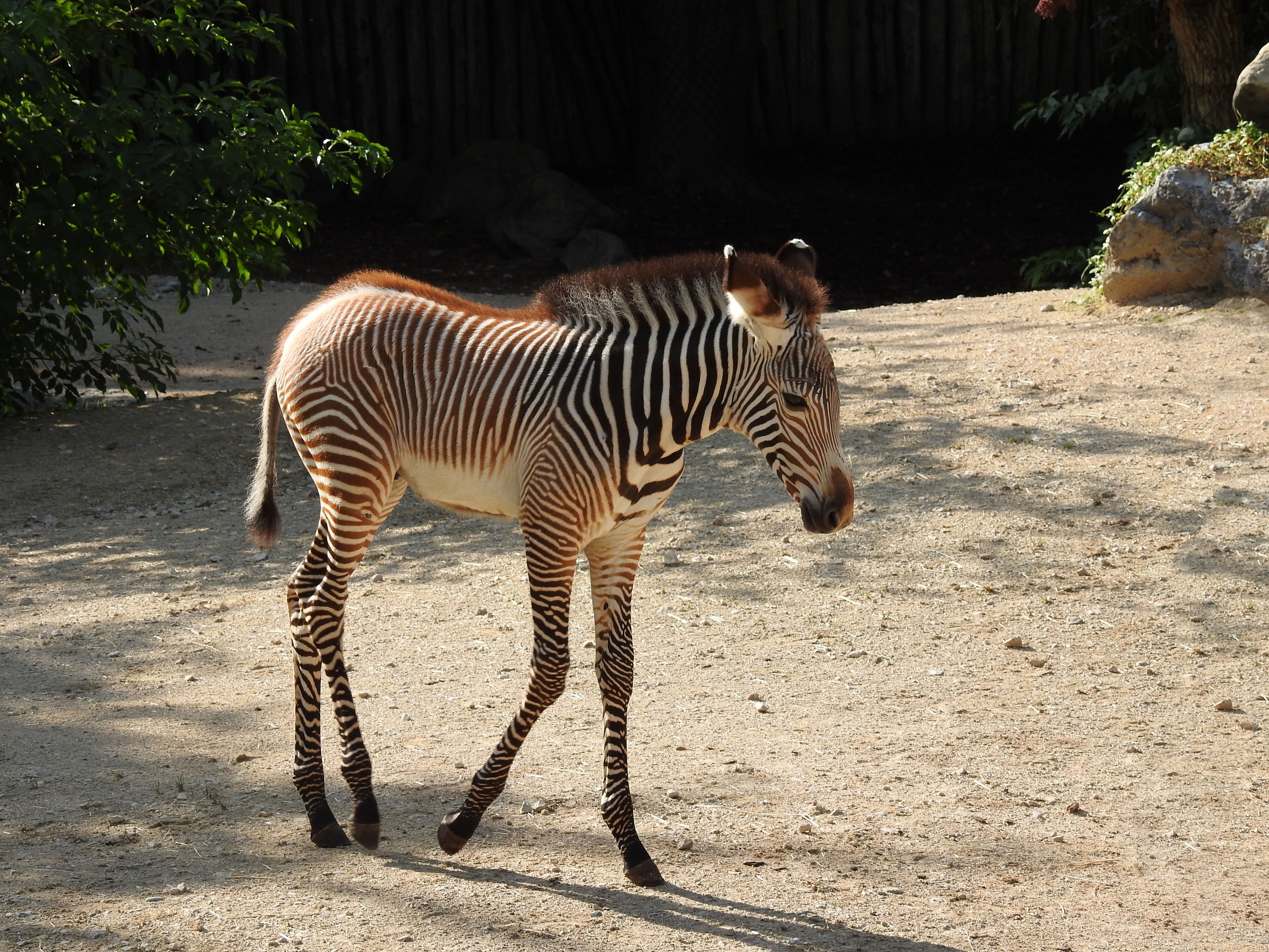 Selective Focus of Zebra Foal at Zoo · Free Stock Photo