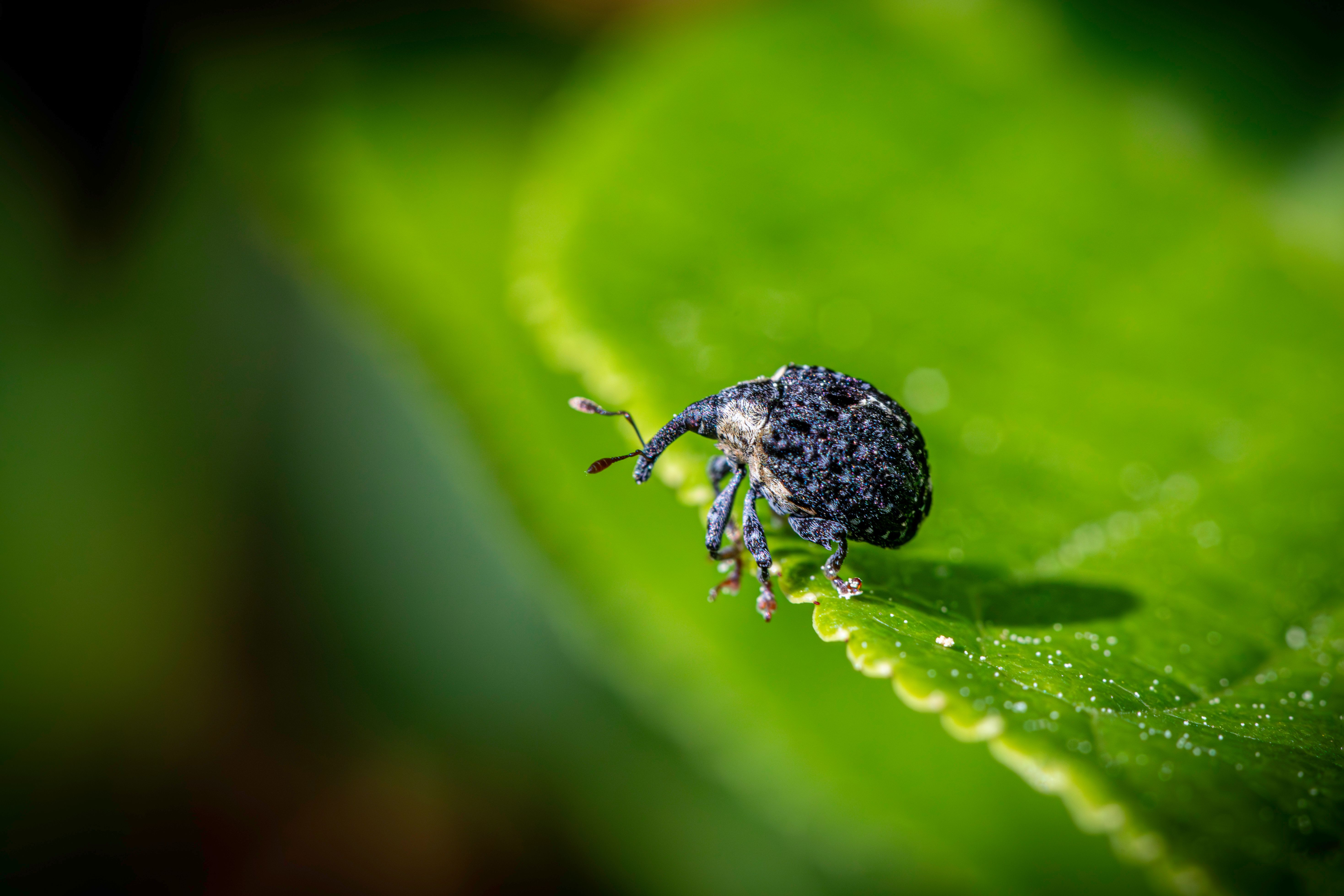 Close-up of a Blue Snout Beetle Standing on a Leaf · Free Stock Photo