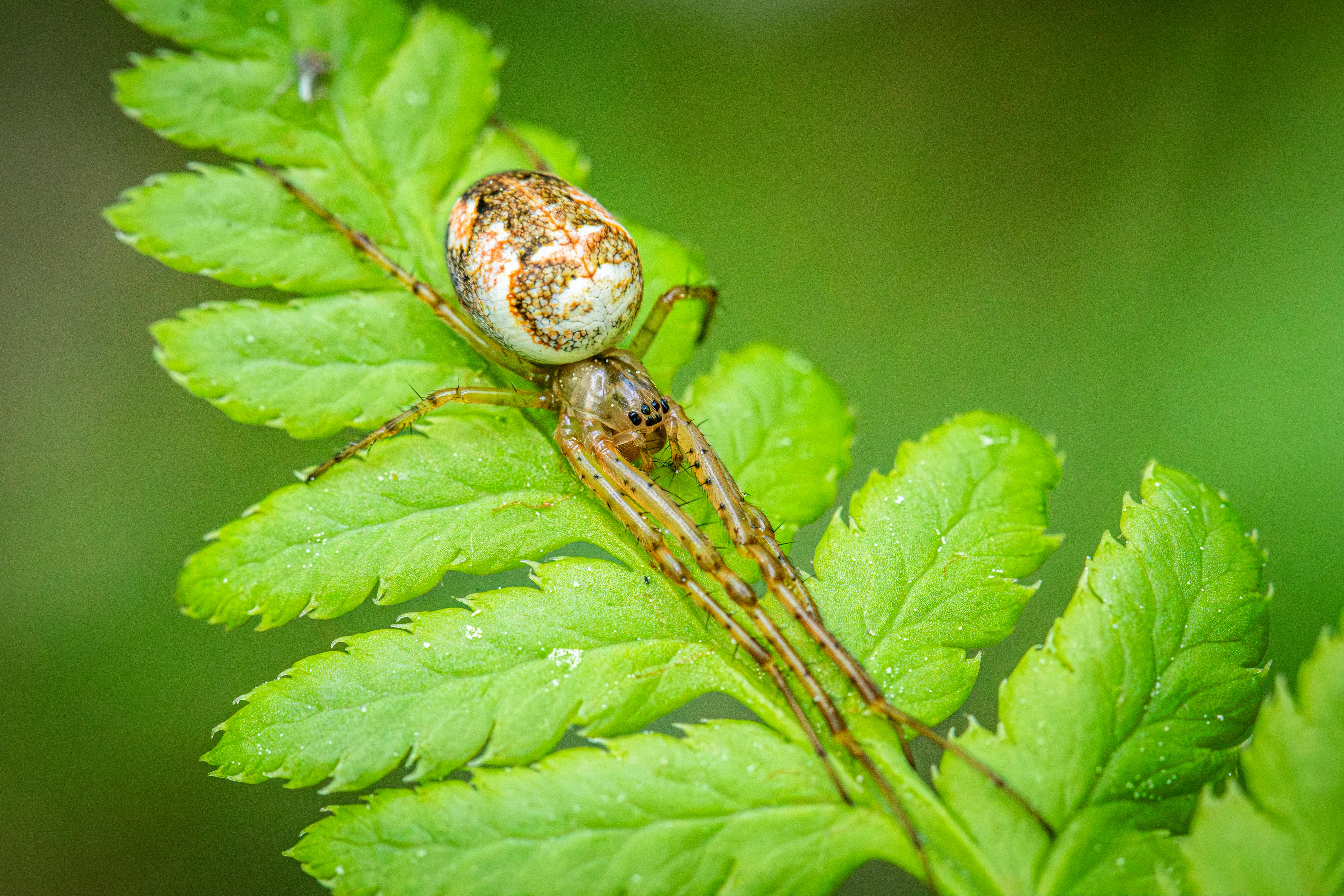 Getting Stretched Photos, Download The BEST Free Getting Stretched ...