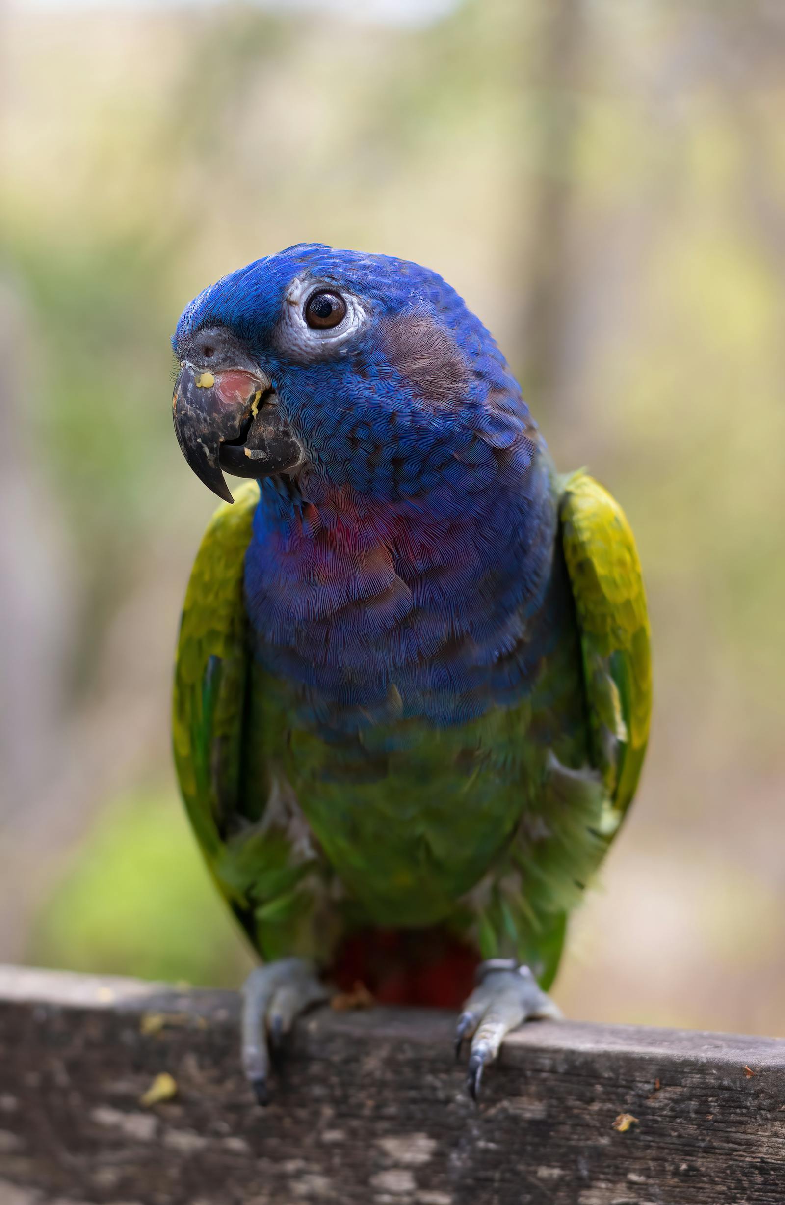 Macaw Parrot Photos, Download The BEST Free Macaw Parrot Stock Photos ...