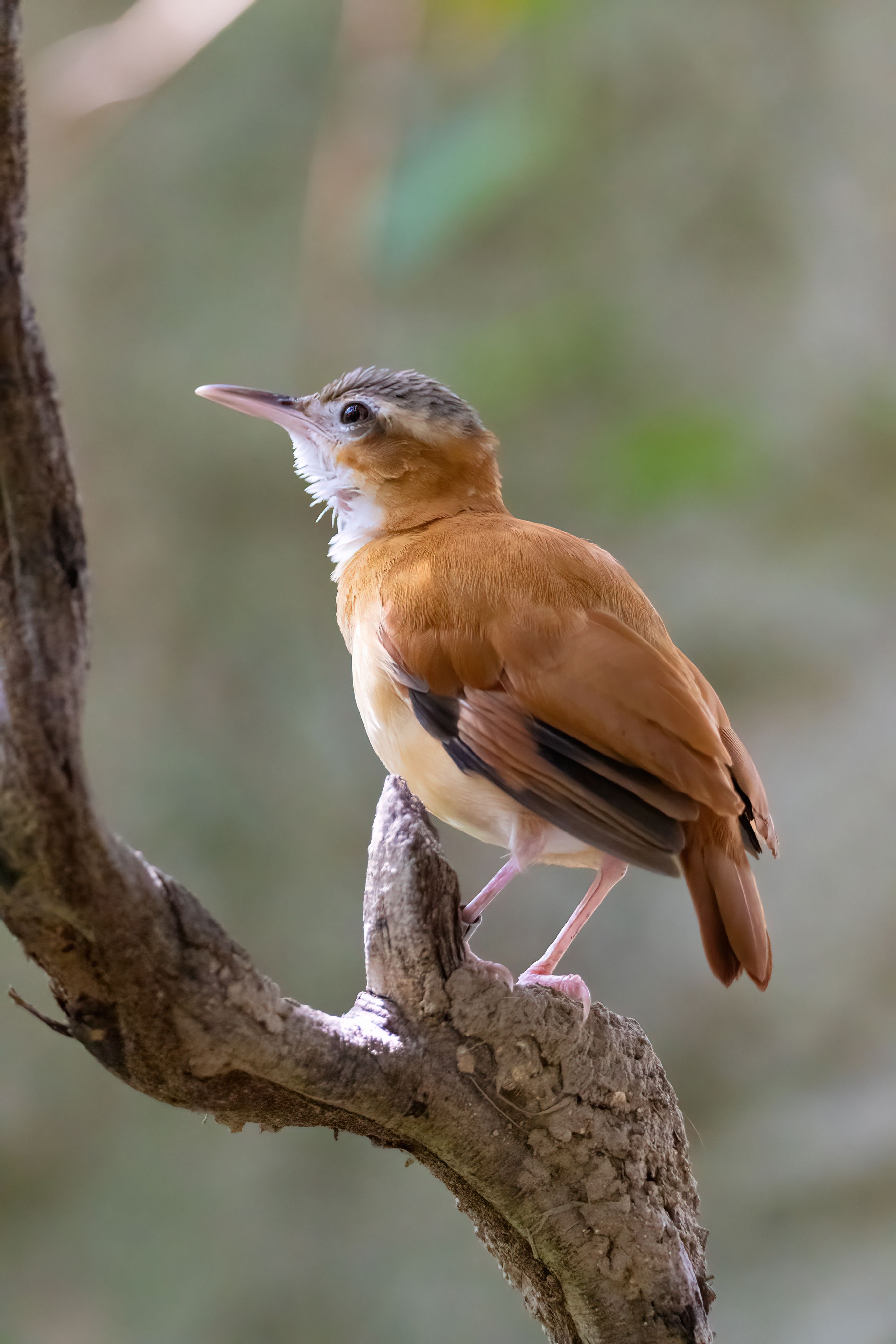 Pale-legged Hornero Perched on a Branch · Free Stock Photo