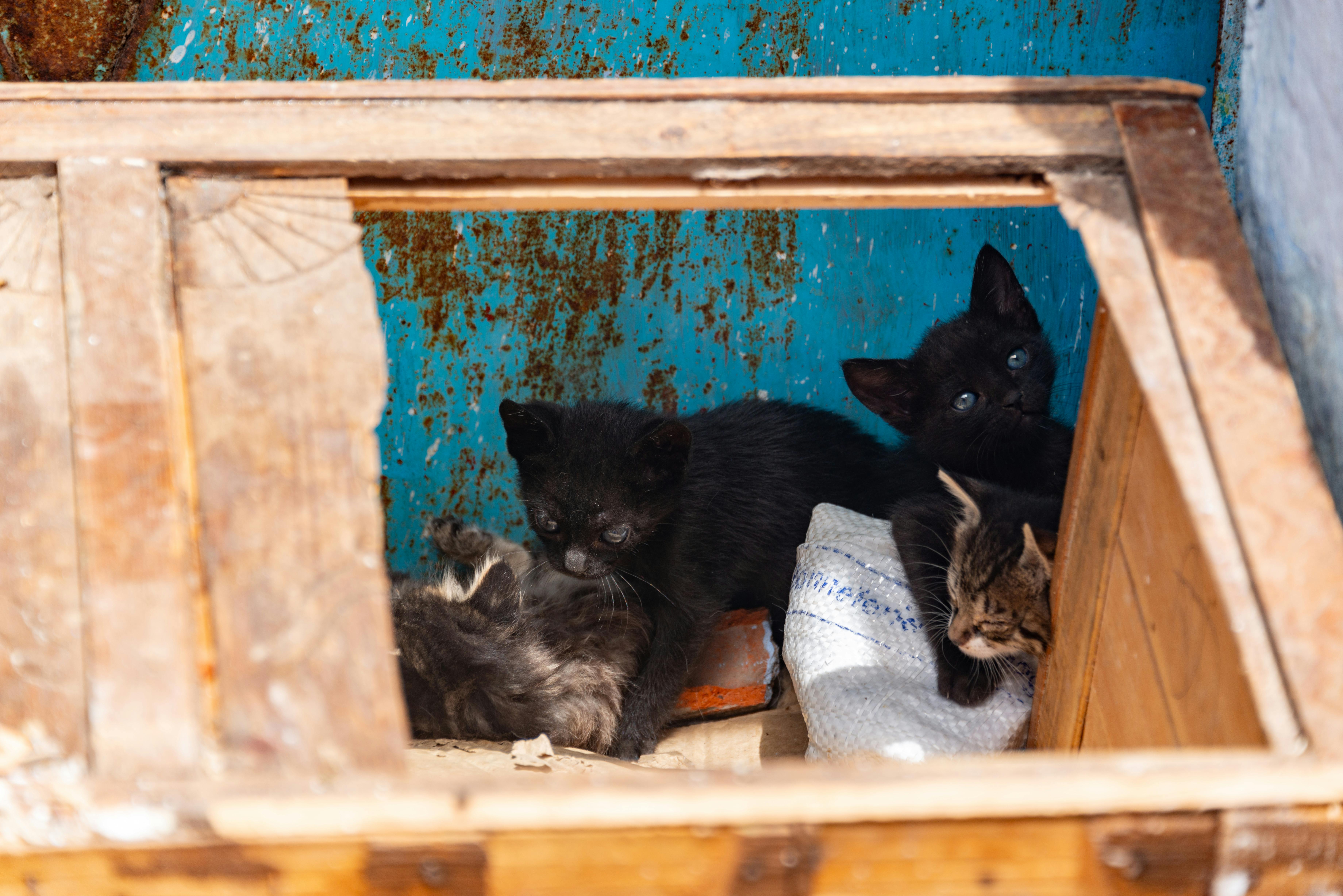 Litter of Kittens in a Box · Free Stock Photo