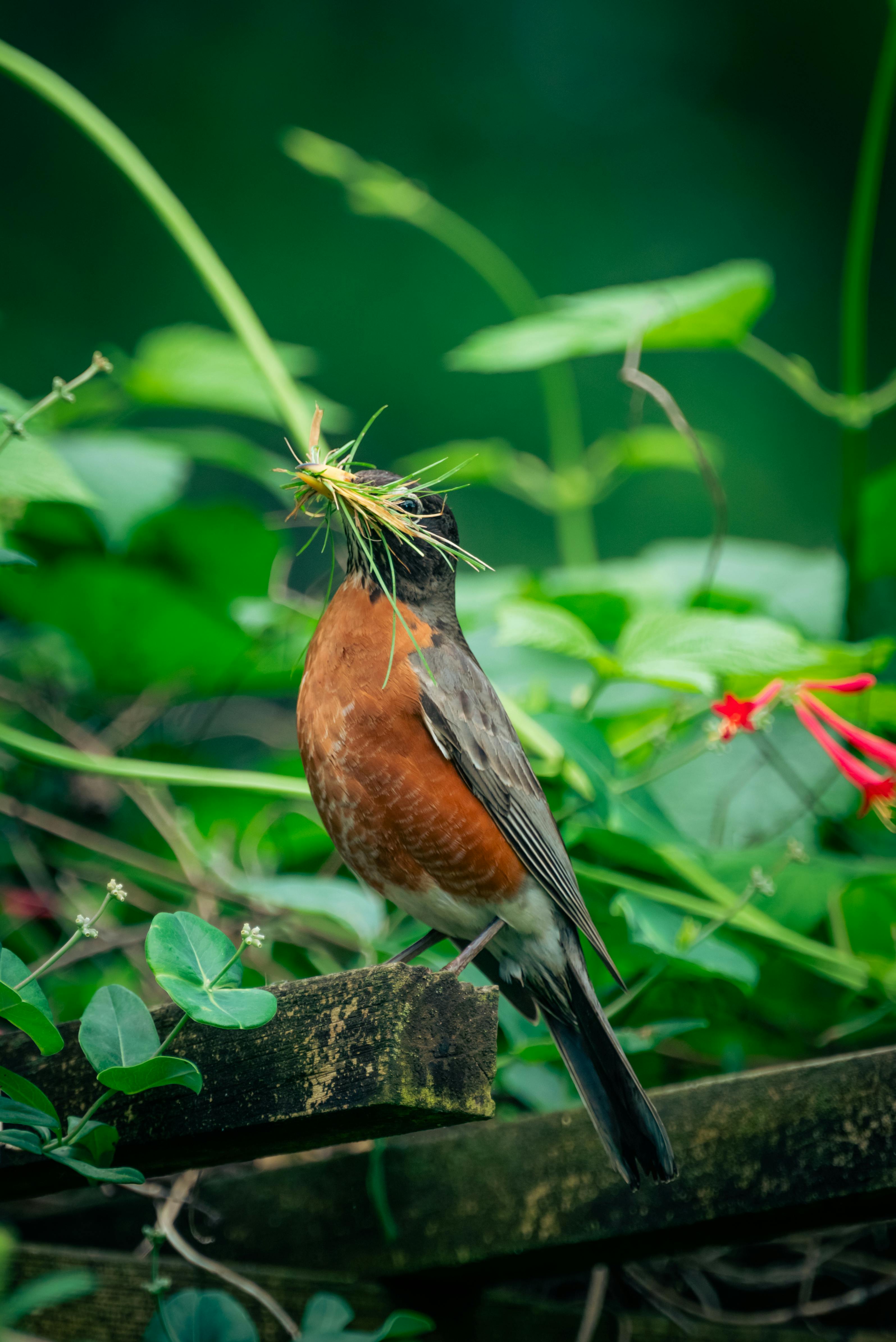 Thrash Bird on a Tree Branch · Free Stock Photo
