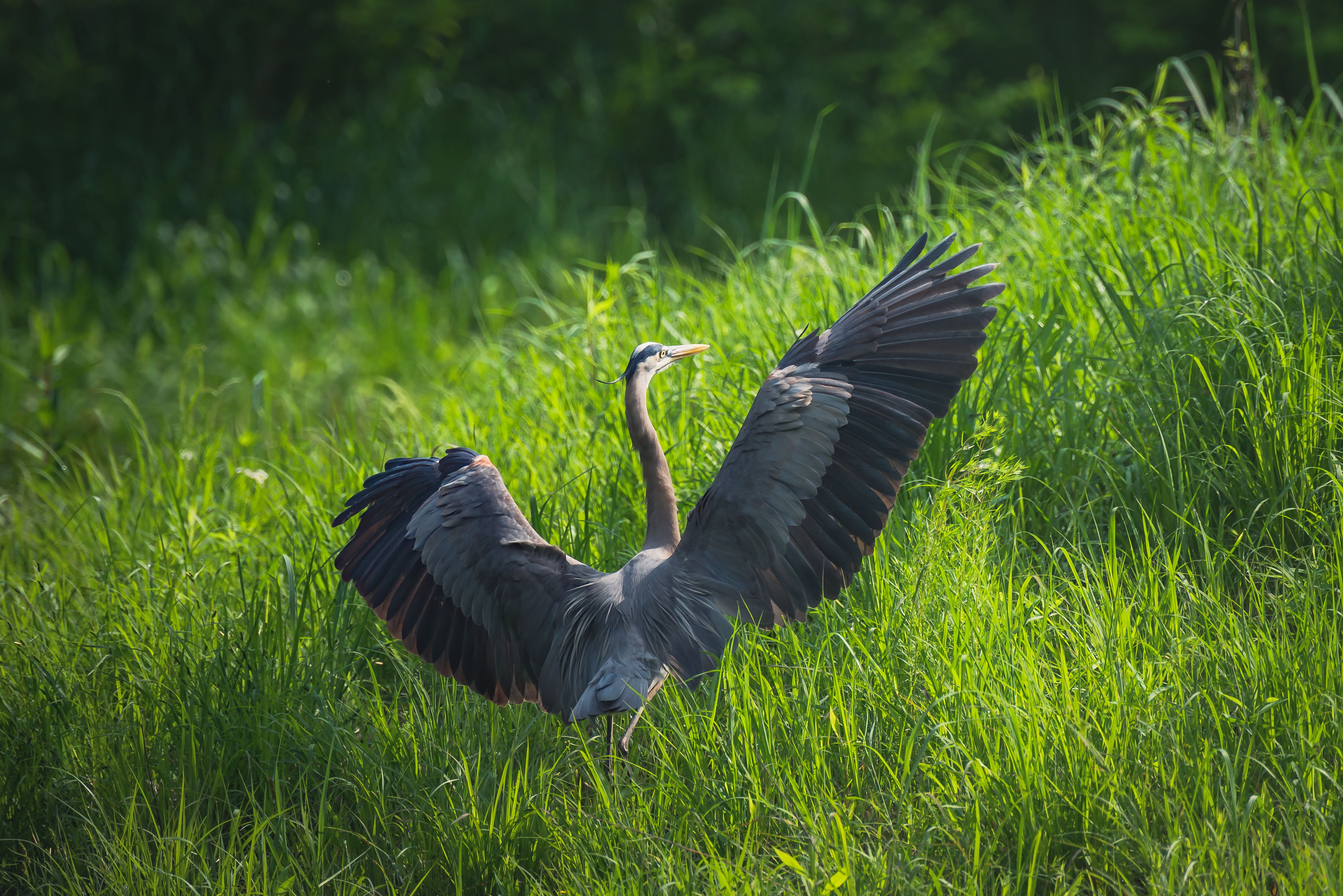 A bird is flapping its wings in the grass · Free Stock Photo