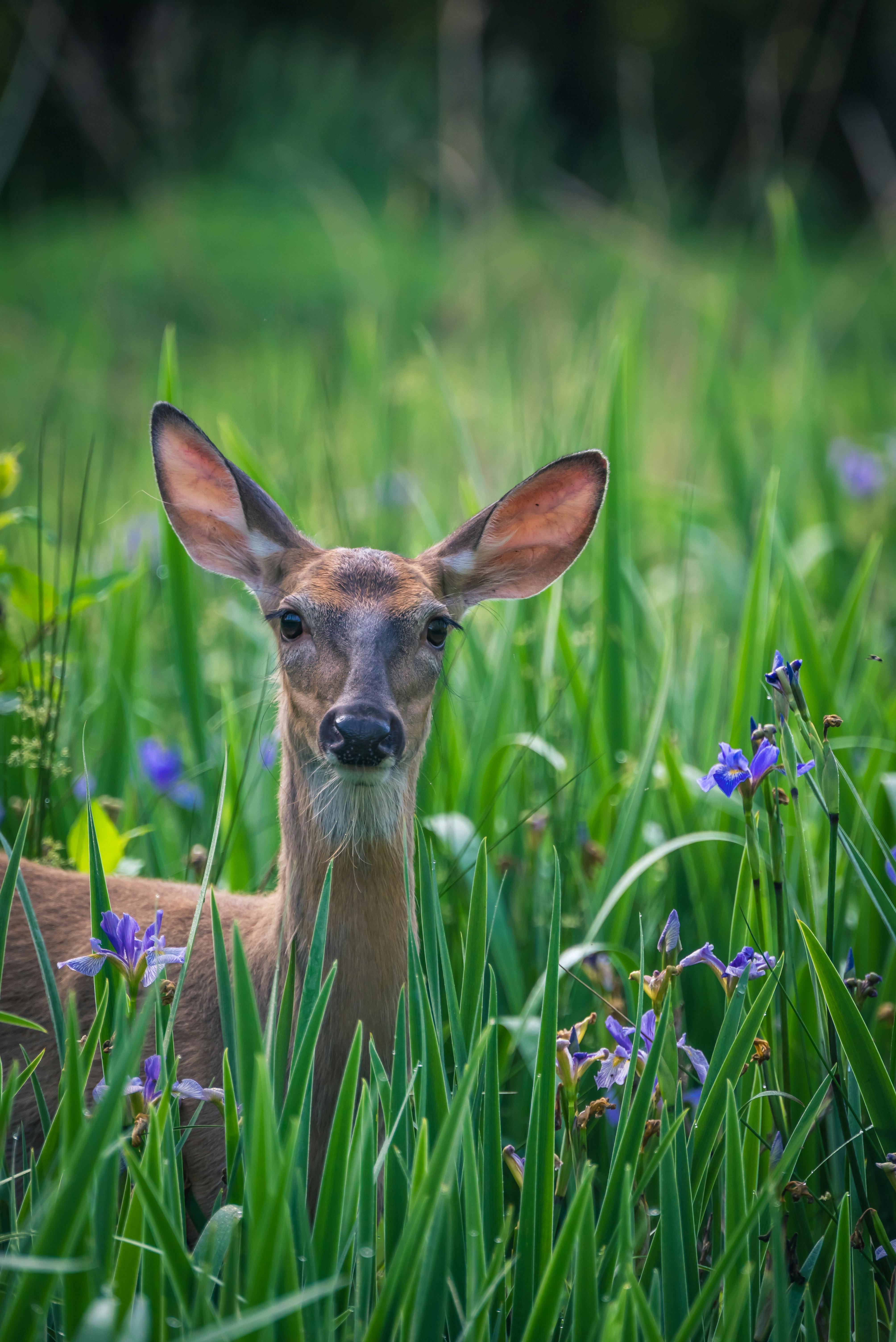 Doe Illustrasyon Photos, Download The BEST Free Doe Illustrasyon Stock ...