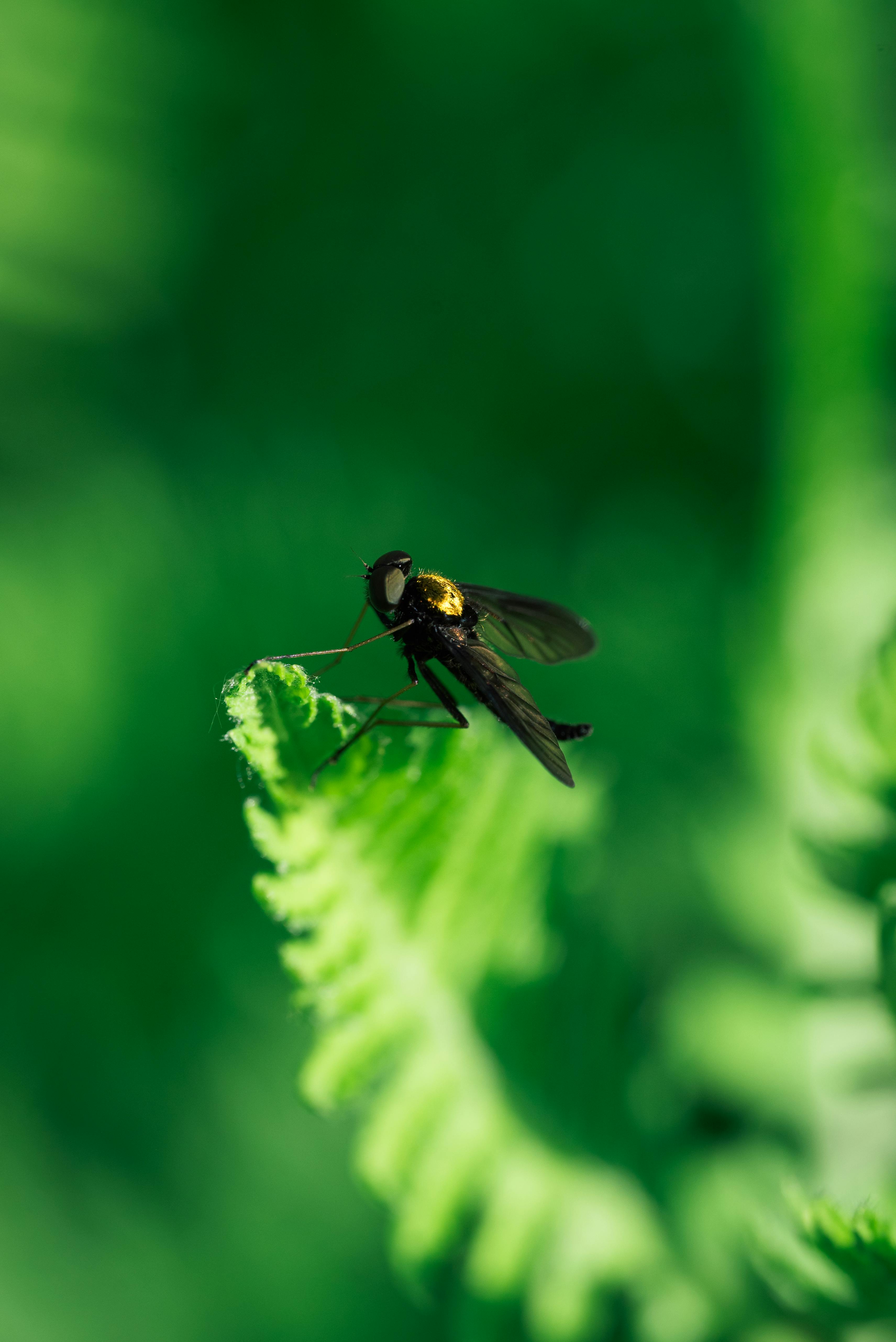 A fly sits on a fern leaf in the green · Free Stock Photo