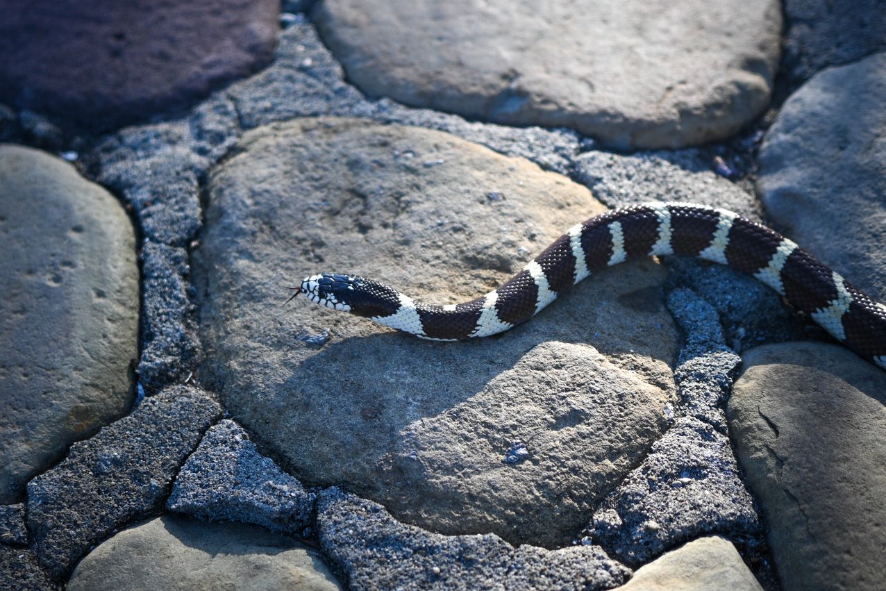 California Mountain Kingsnake Habitat Diet and Care Tips