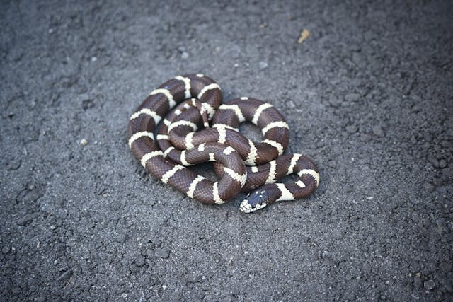 California Kingsnake Size Guide: Facts and Information