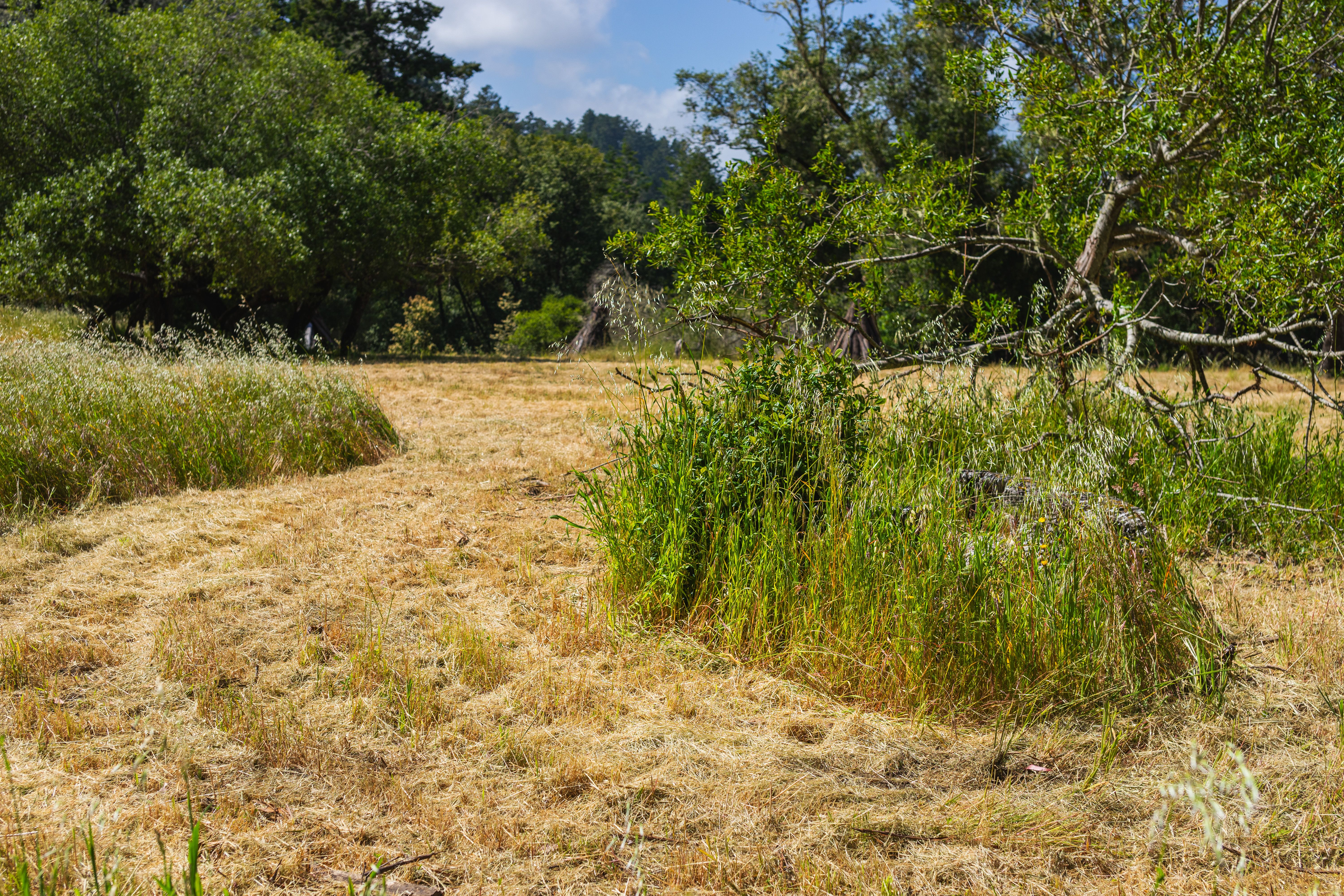 Grasses on Field in Countryside · Free Stock Photo