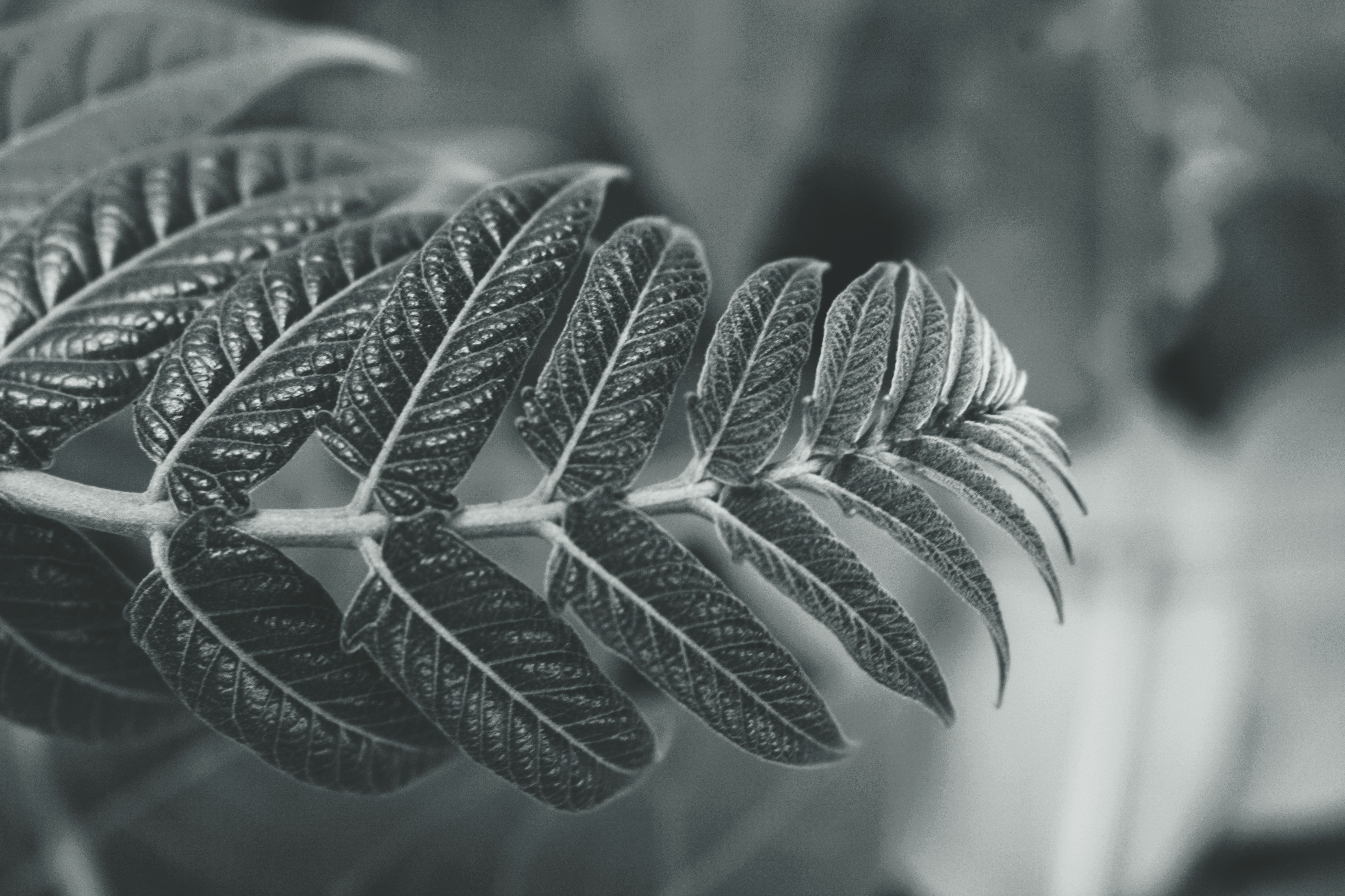 Monochrome Photography of Leaf · Free Stock Photo