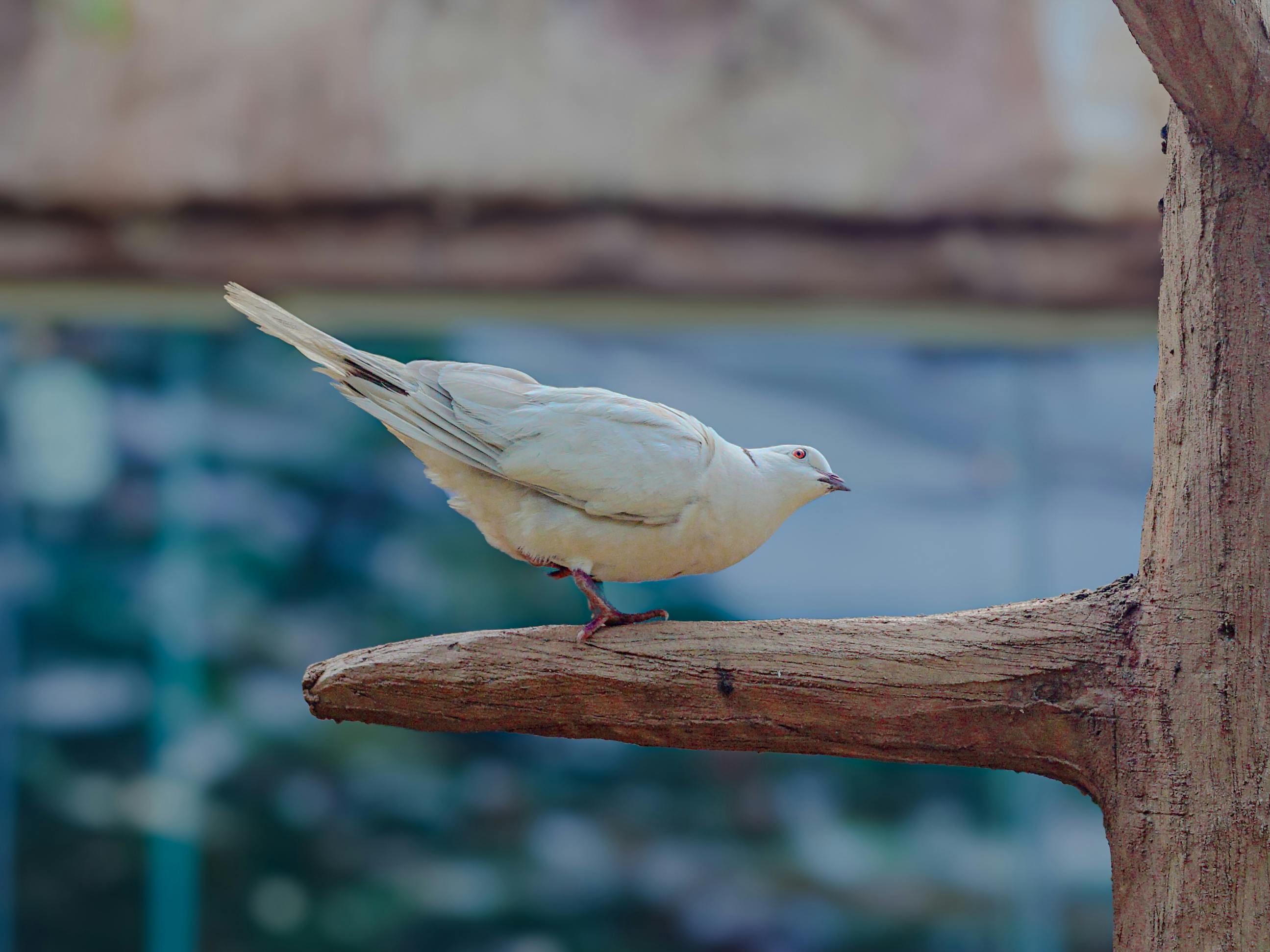 A Sugar Candy Bird · Free Stock Photo