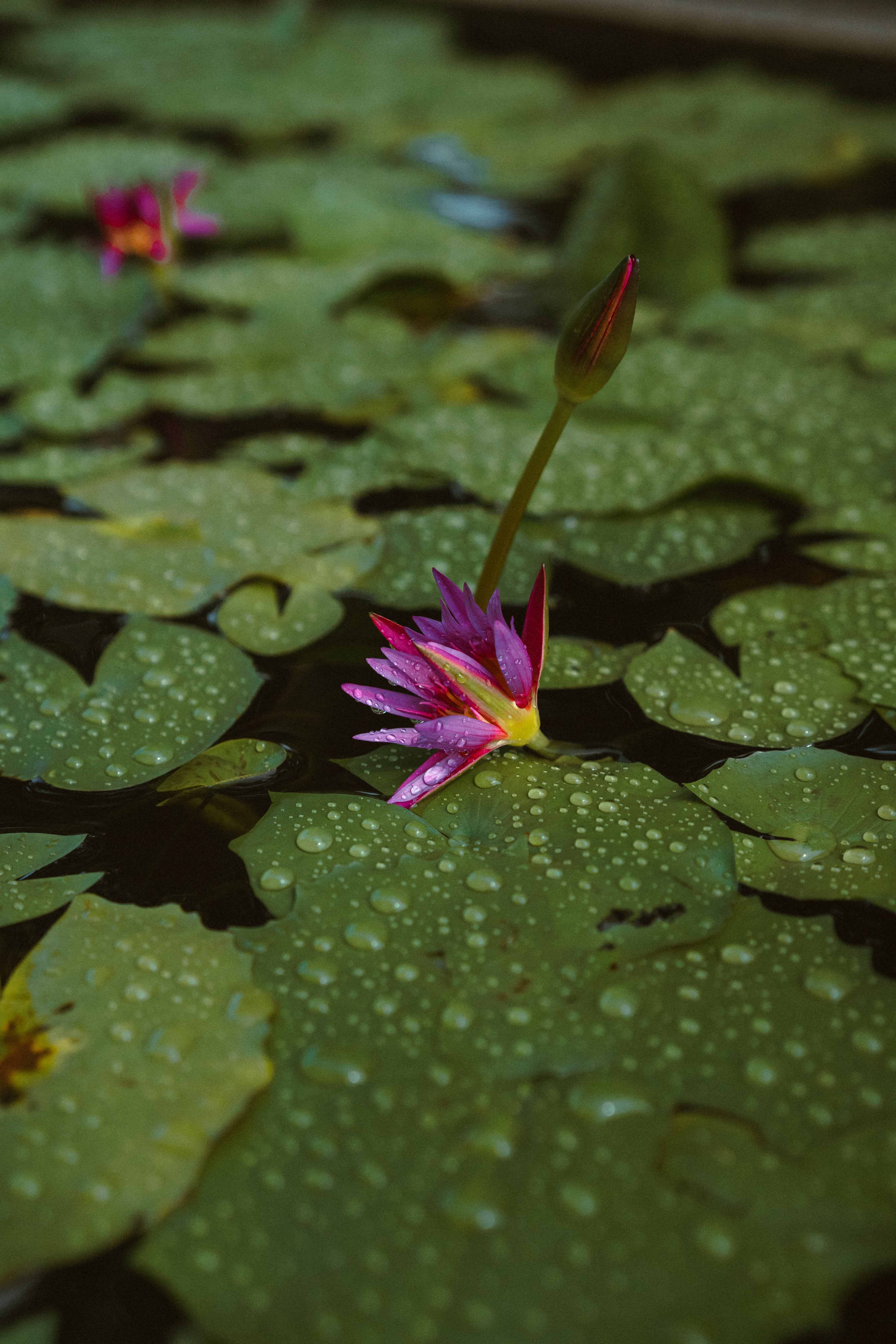 Pink Lily Flower in Swamp · Free Stock Photo