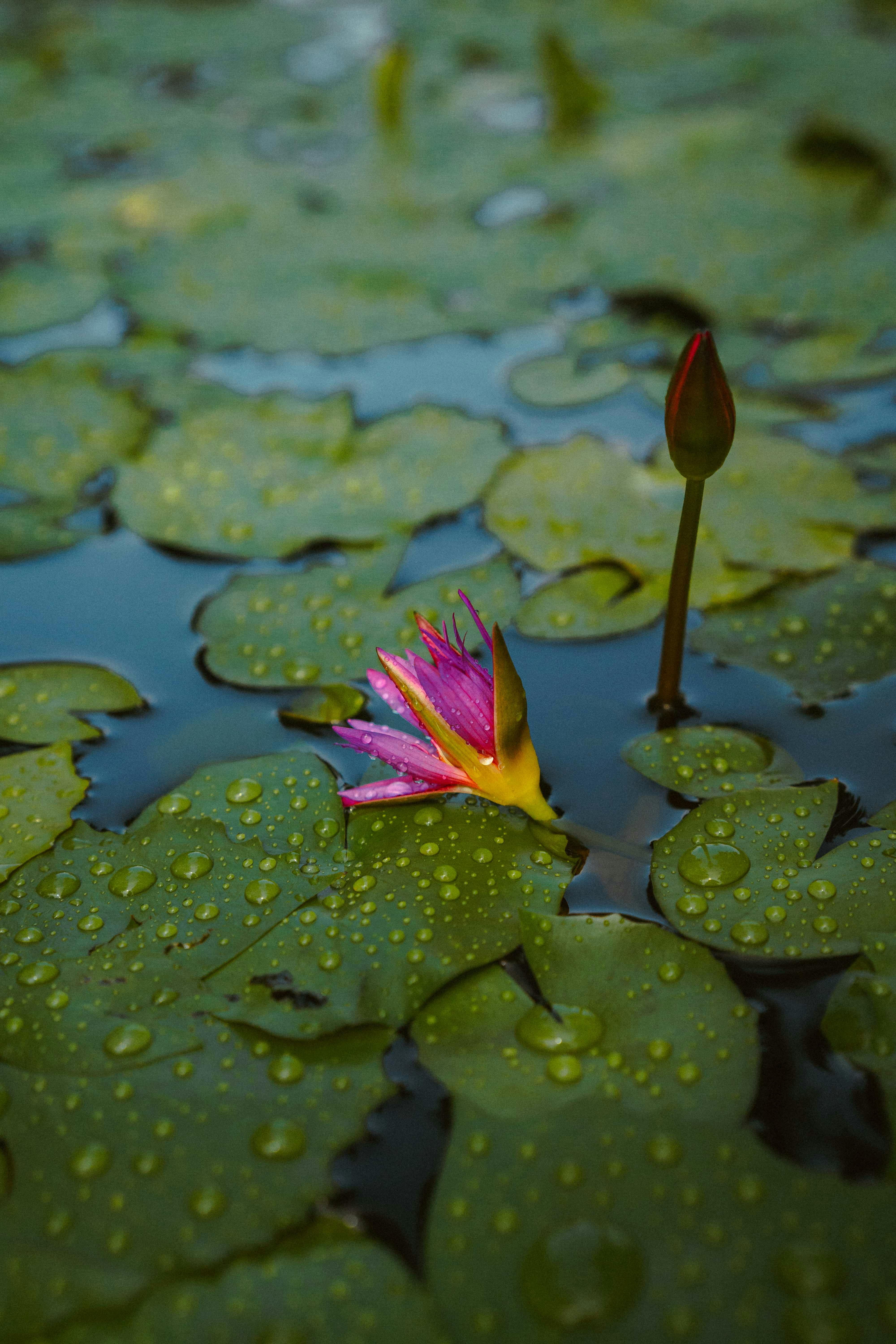 Swamp Gas Photos, Download The BEST Free Swamp Gas Stock Photos & HD Images