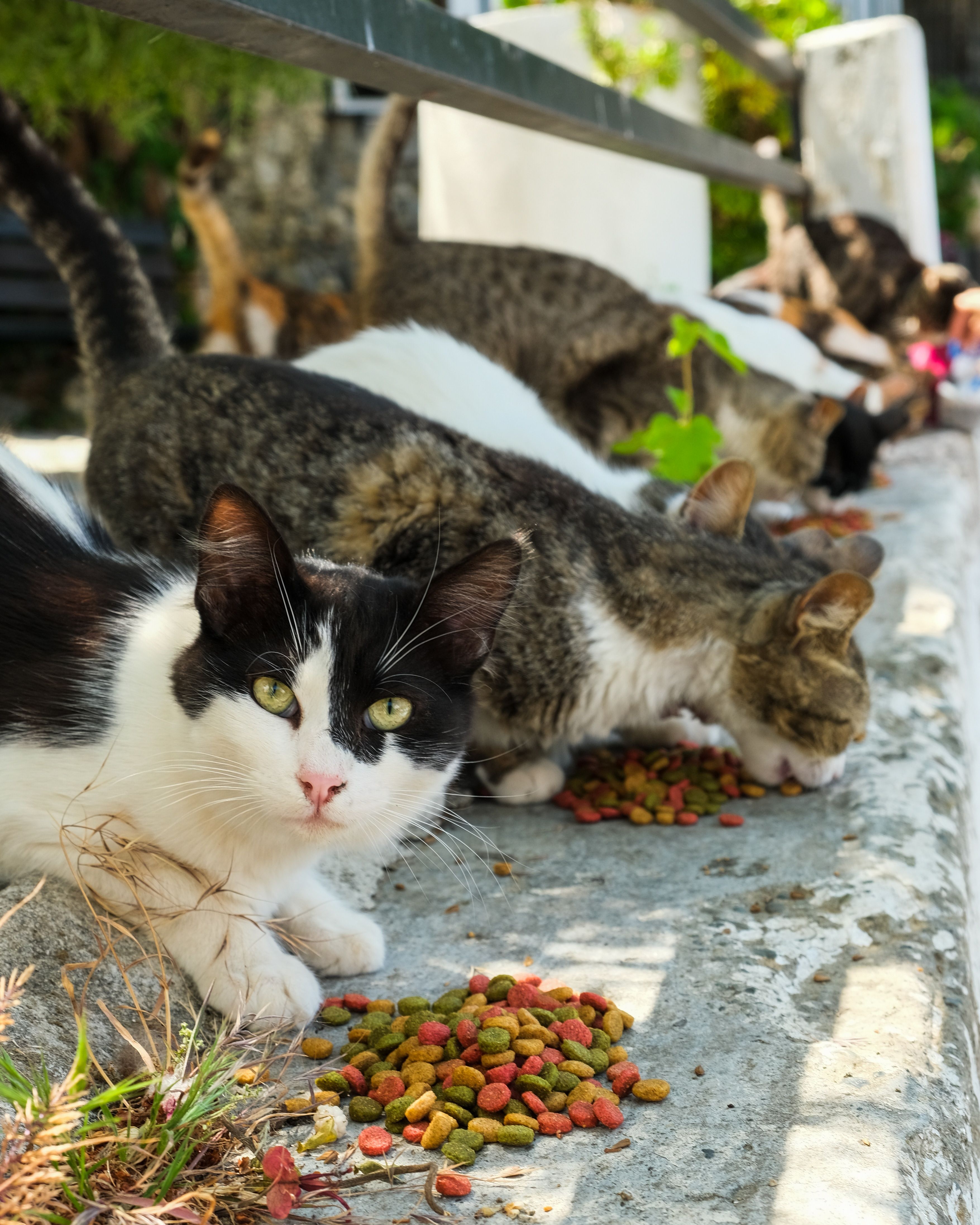 Cats Eating Cat Food on a Street · Free Stock Photo