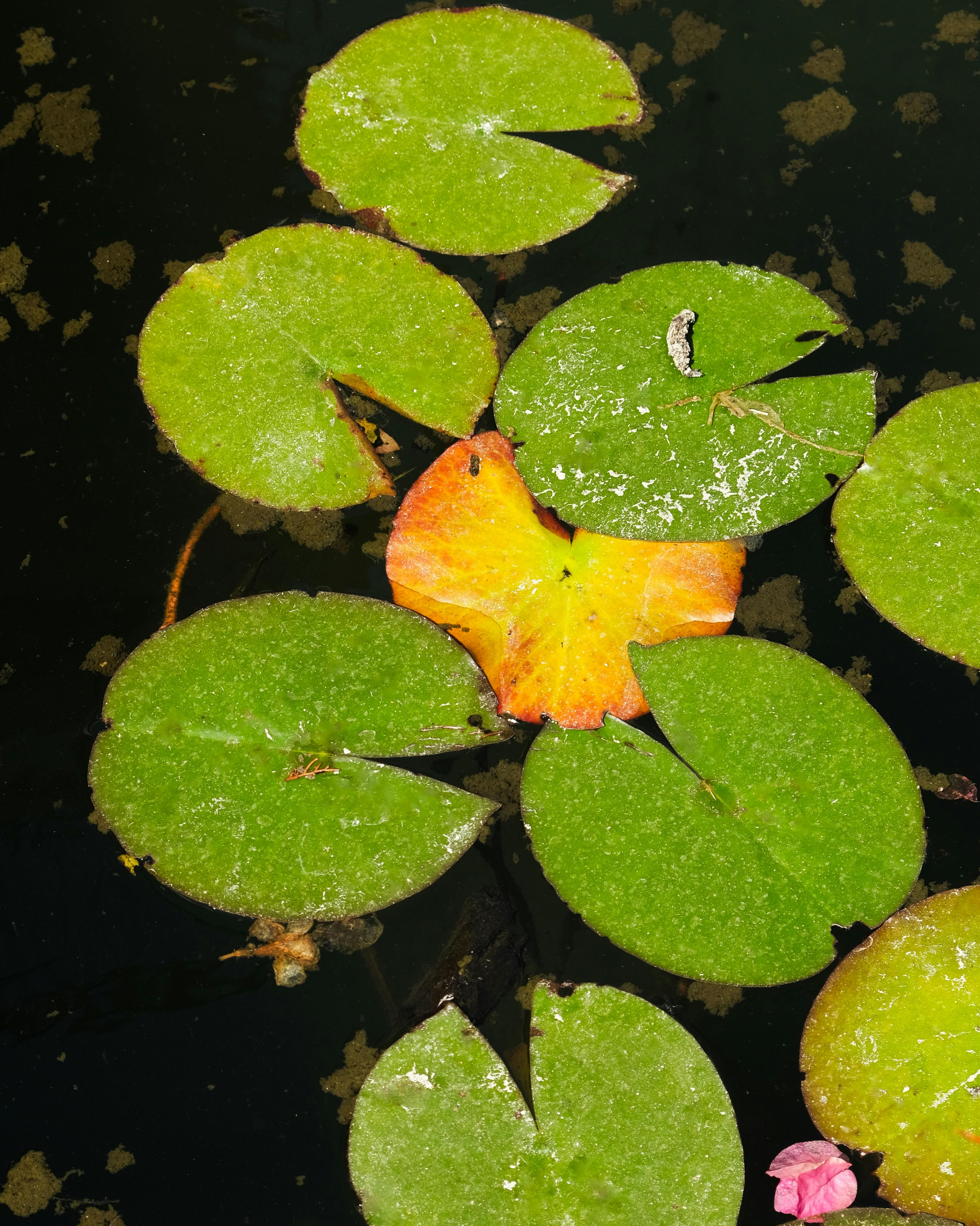 Lily Leaves in a Swamp · Free Stock Photo