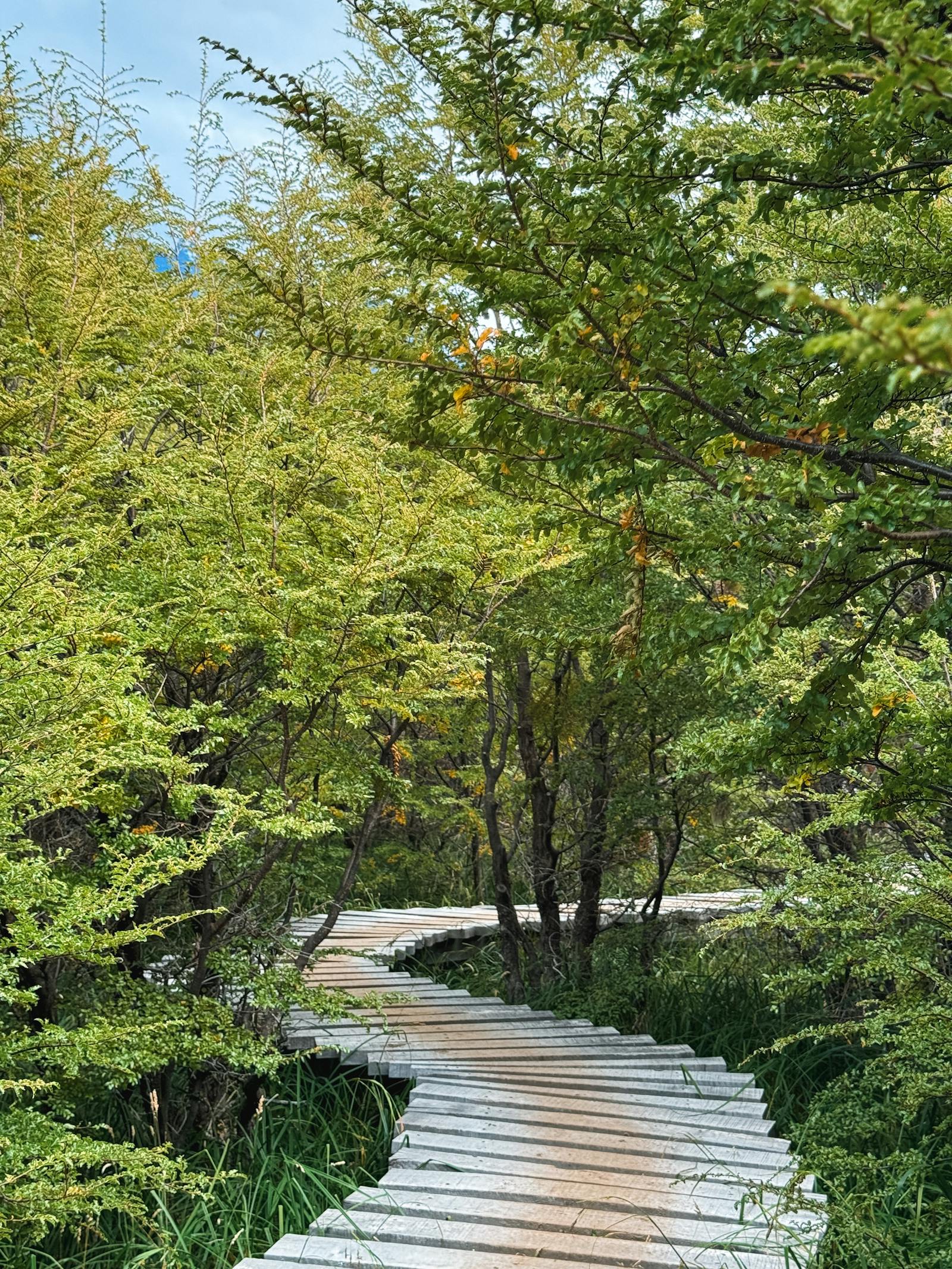 Wooden Path Chile Photos, Download The BEST Free Wooden Path Chile ...