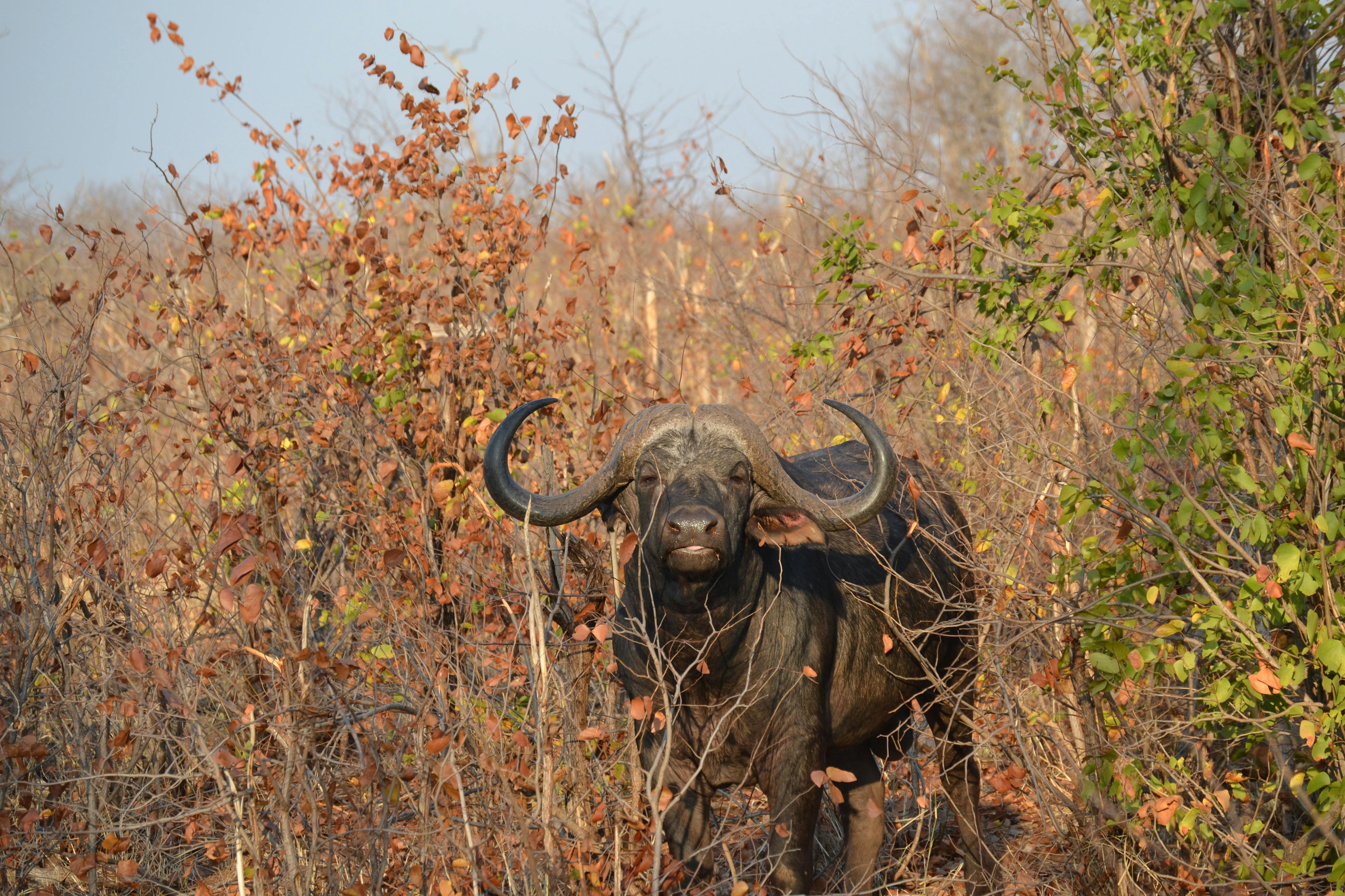Cape Buffalo Photos, Download The BEST Free Cape Buffalo Stock Photos ...