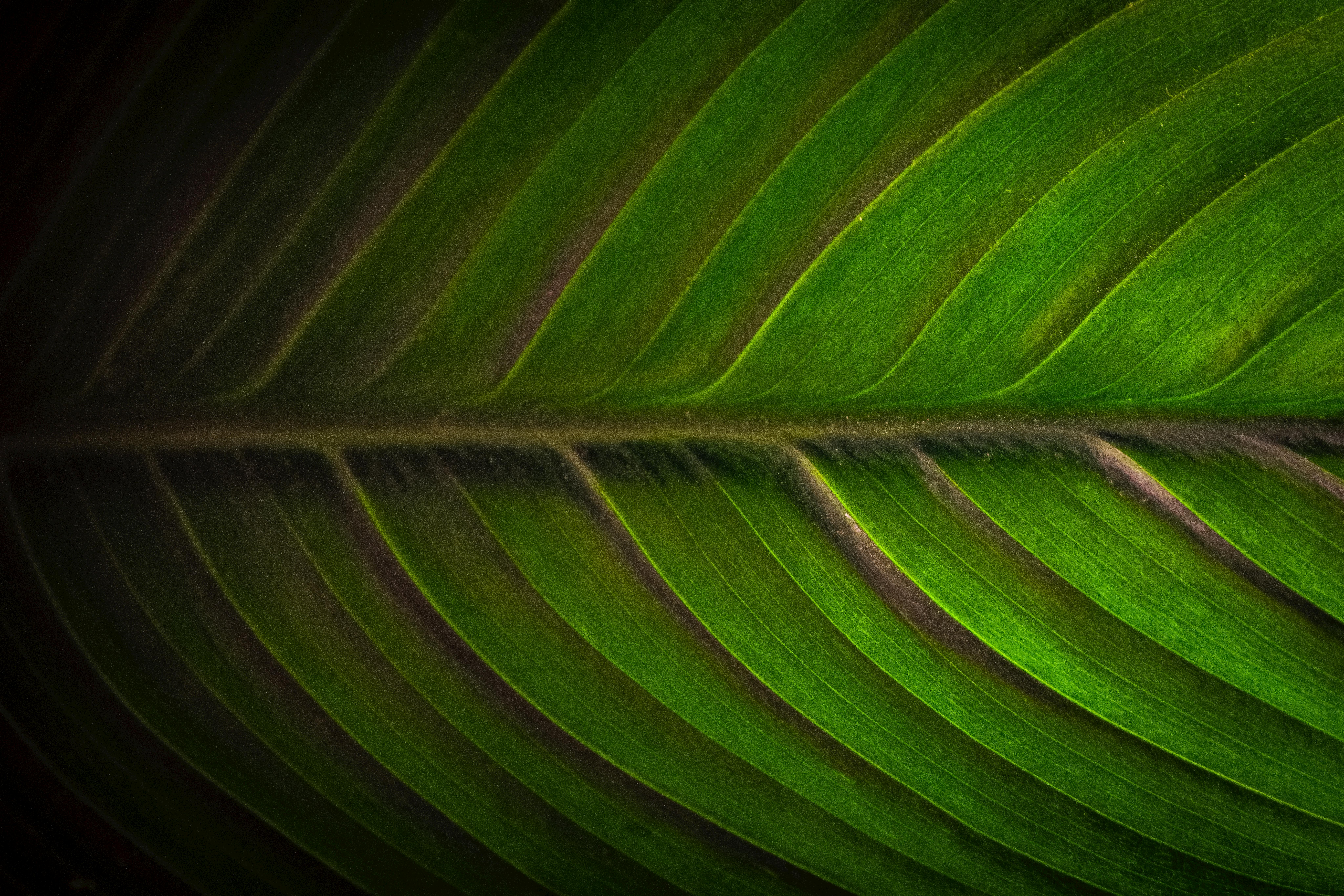 Giant Piece Lilly Leaf · Free Stock Photo
