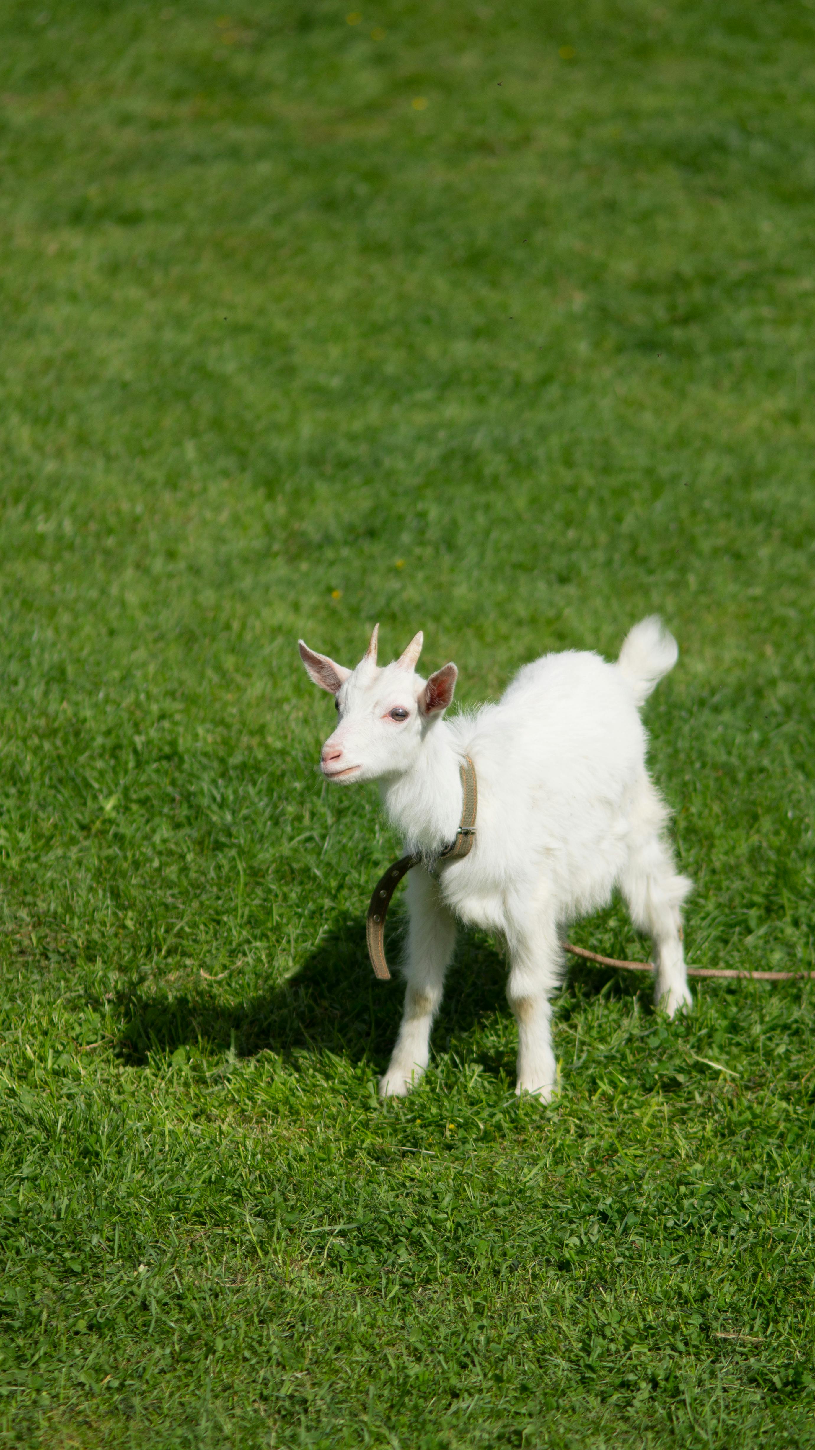 Full Length of a Goat · Free Stock Photo