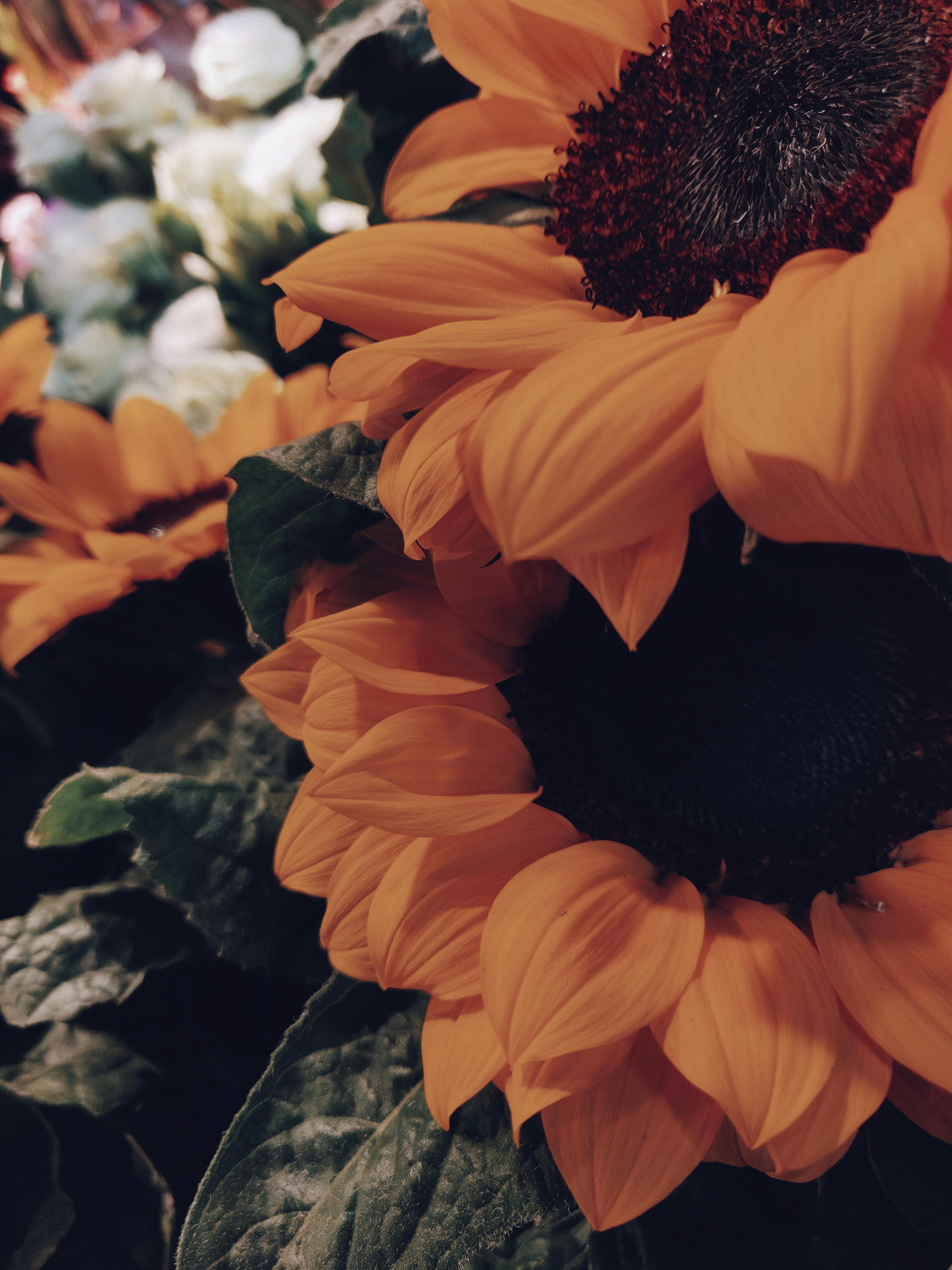 AMEER Mohamed - 사진