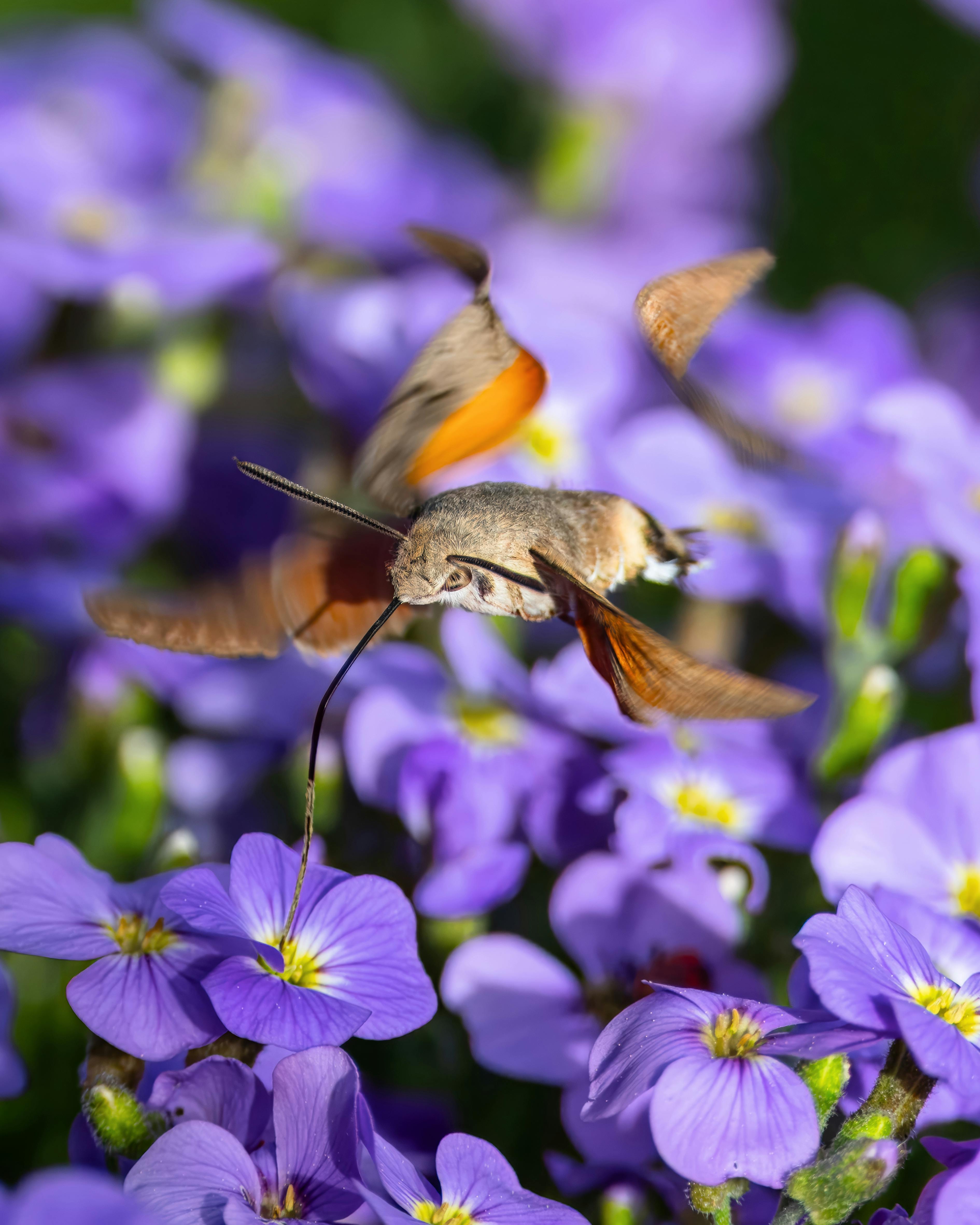 A hummingbird flies over purple flowers · Free Stock Photo