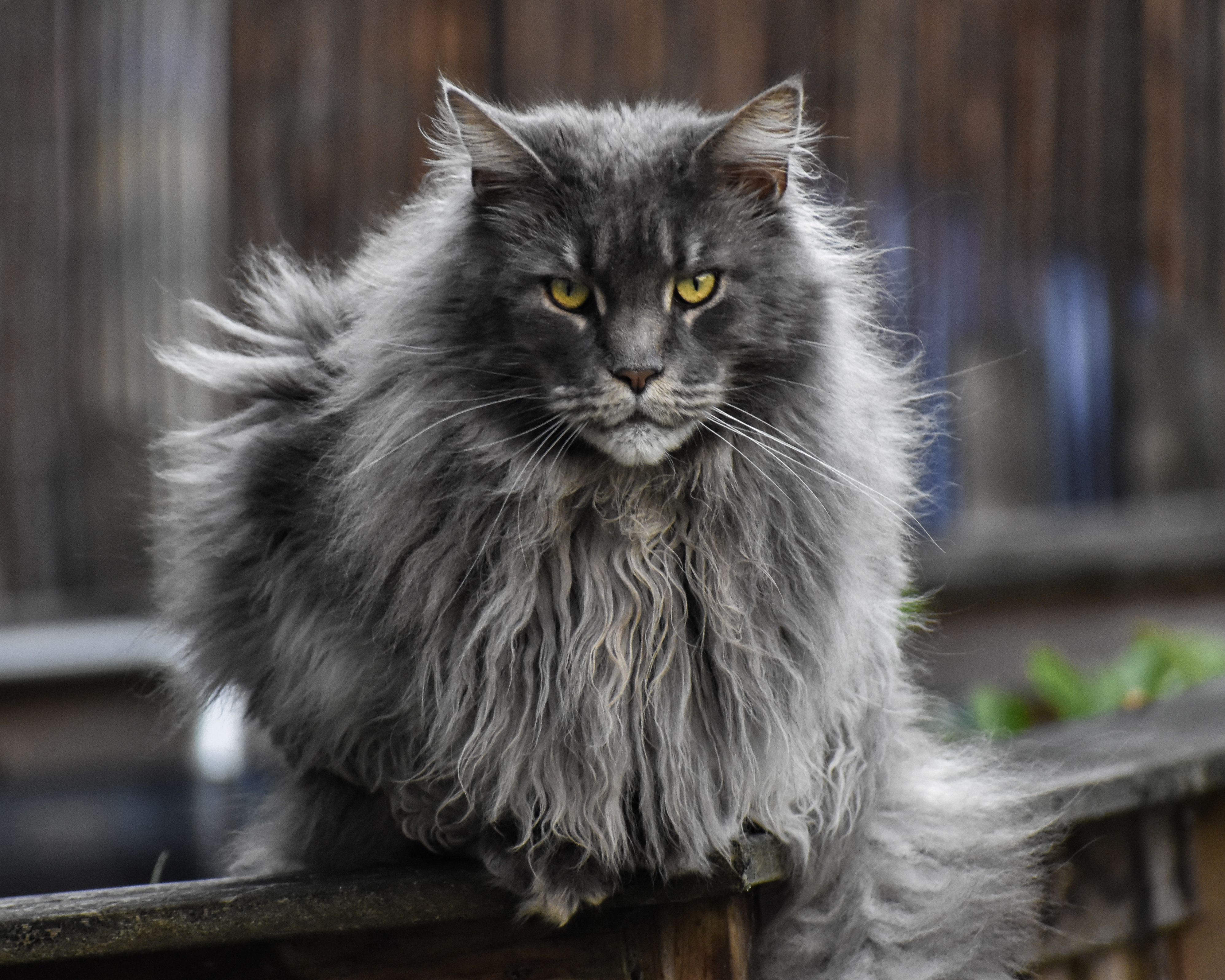 Grey Cat On Wooden Fence · Free Stock Photo