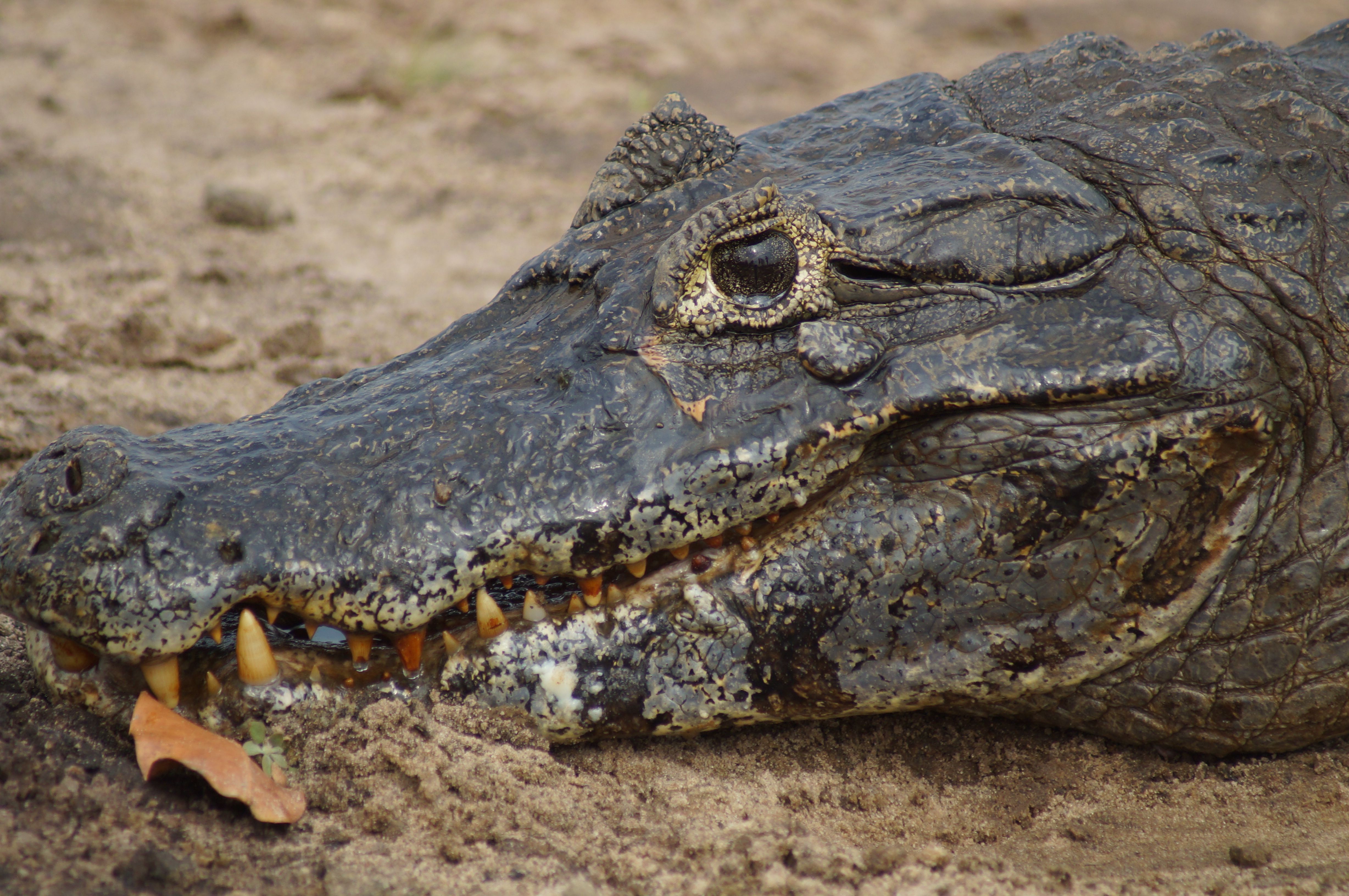 Gray Crocodile · Free Stock Photo