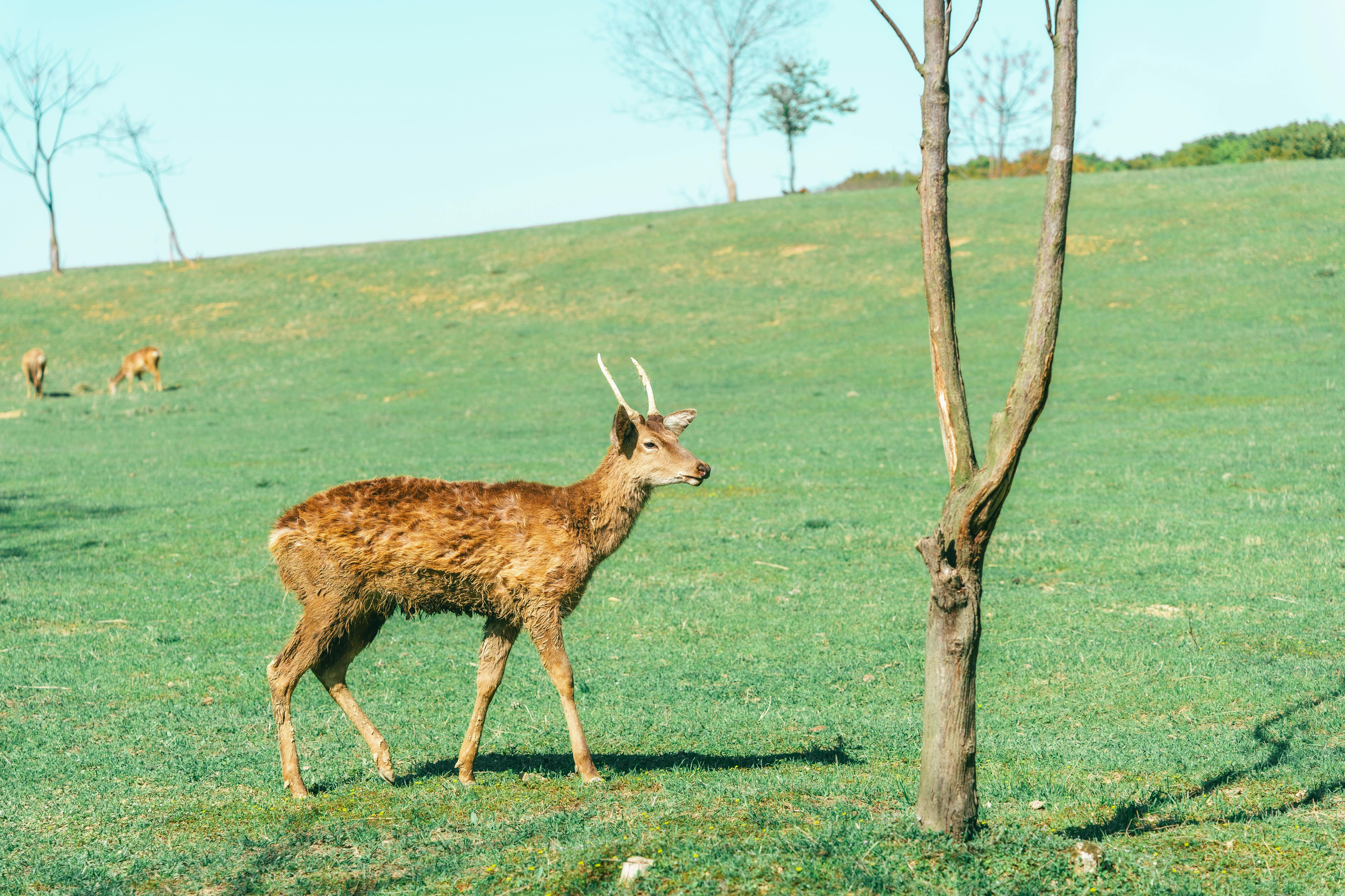 Mega Horn Photos, Download The BEST Free Mega Horn Stock Photos & HD Images