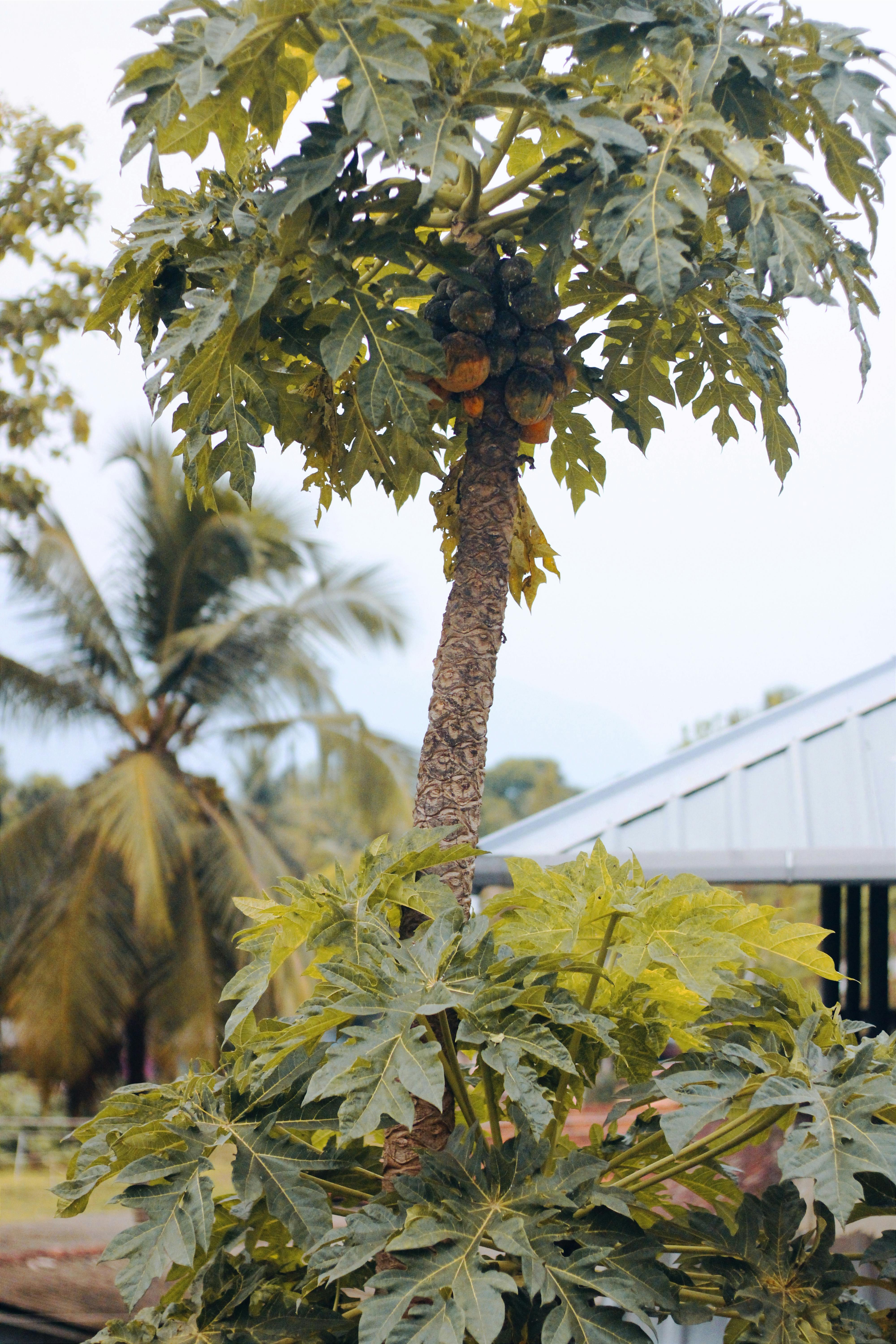 Papaya Tree, papaya · Free Stock Photo