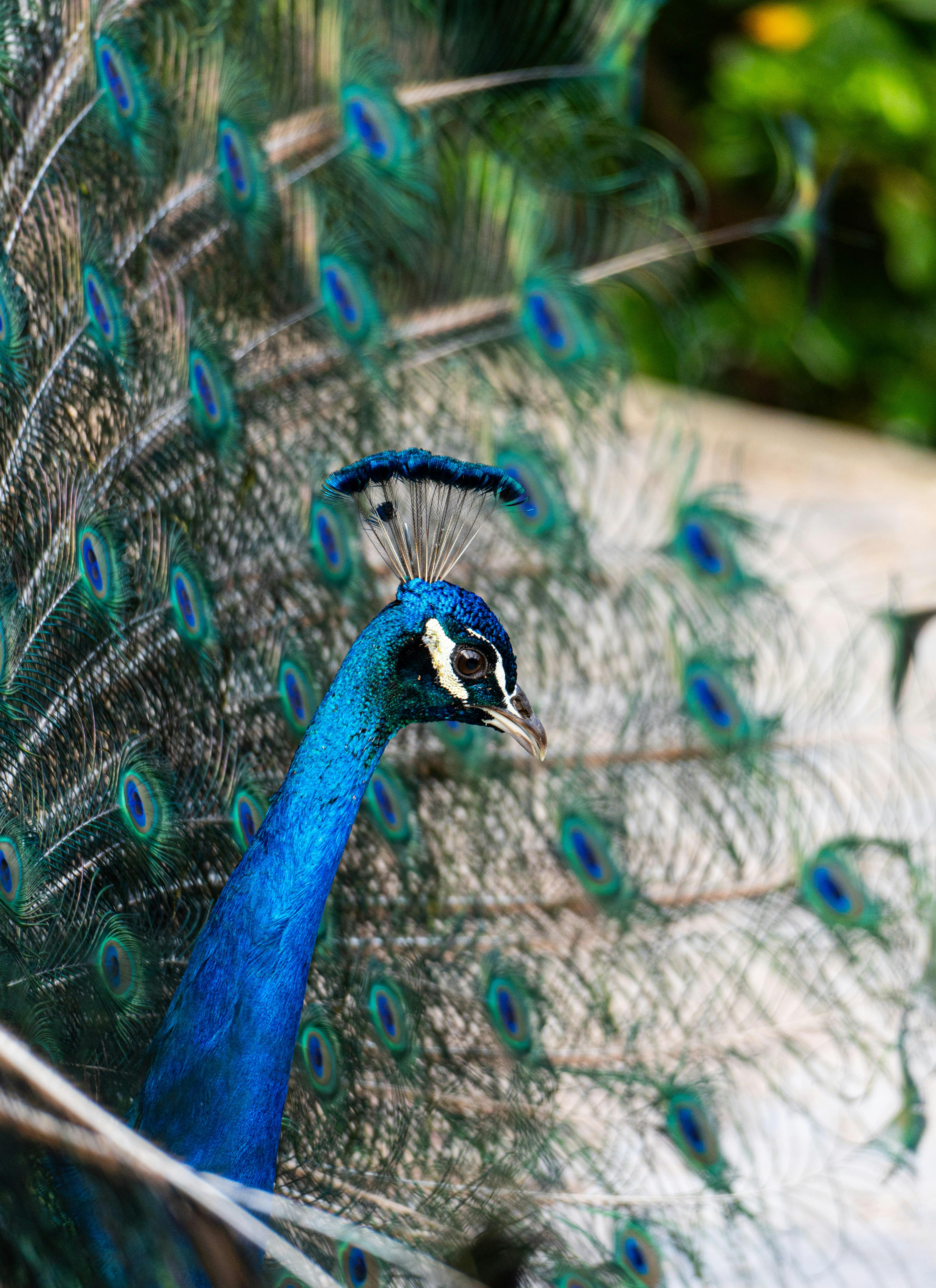 Close-Up Shot of a Peacock · Free Stock Photo