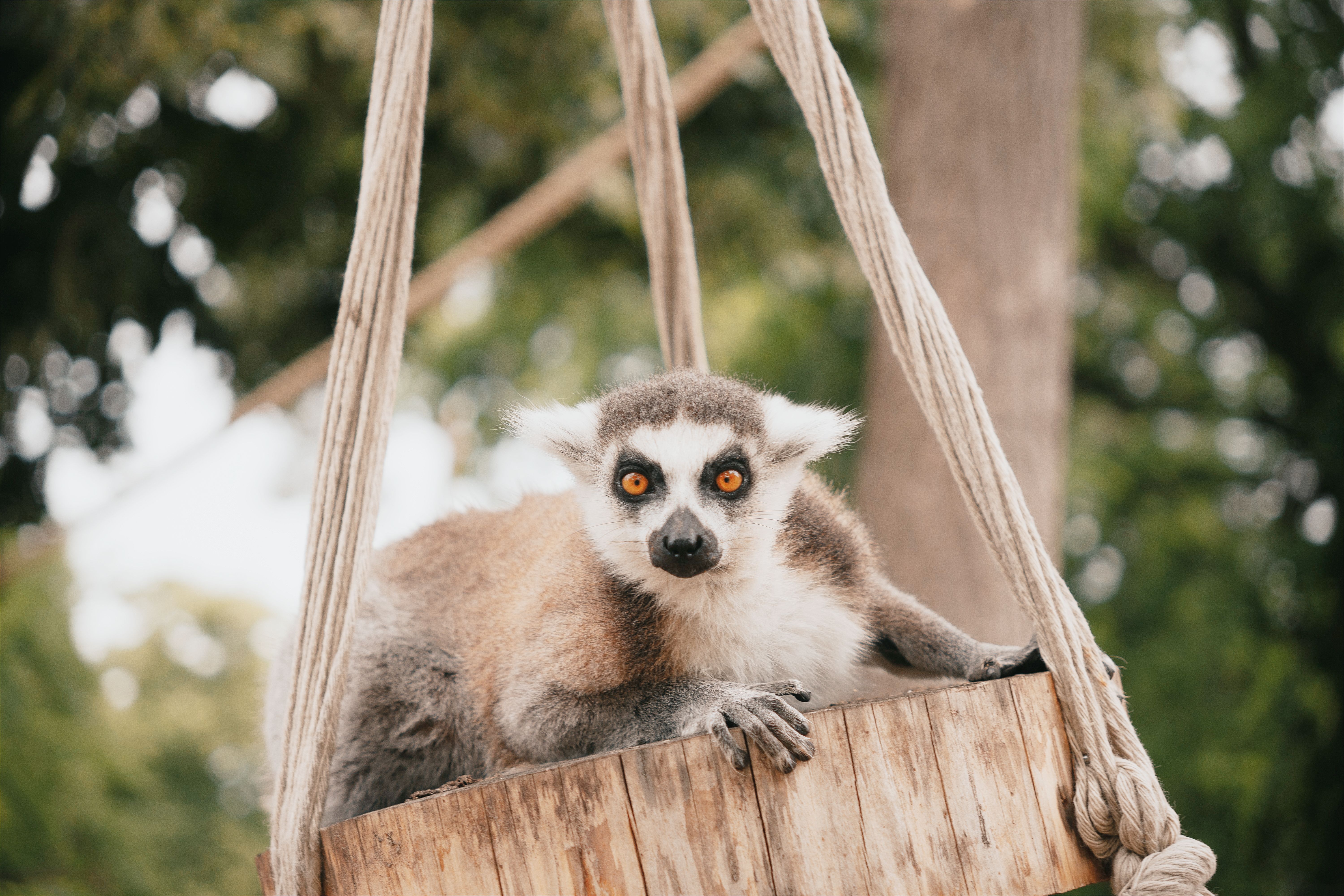 Ring-Tailed Lemur on a Swing in a Zoo Enclosure · Free Stock Photo